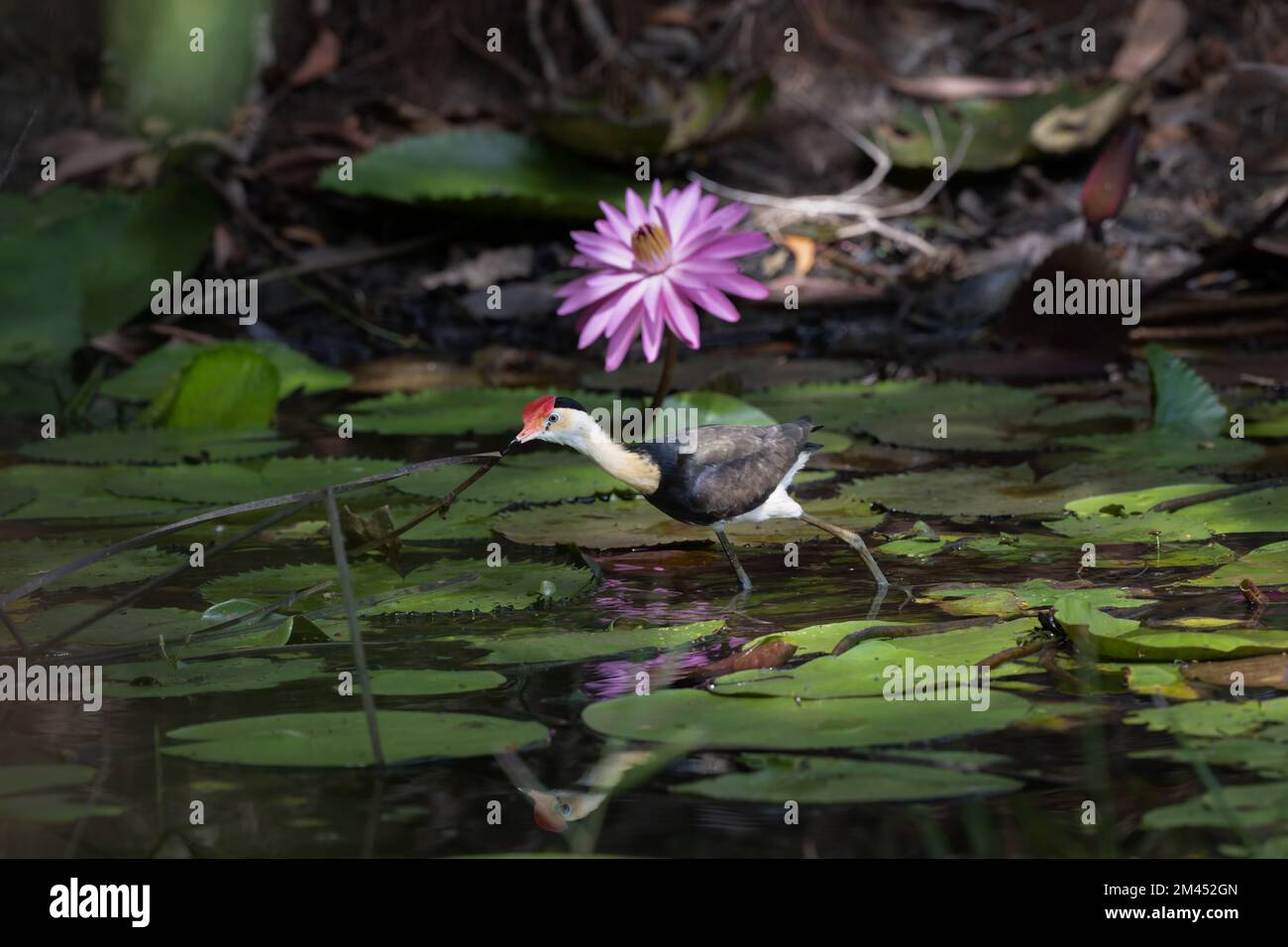A beautiful lilly flower and comb-crested jacana, walking on lily pads ...