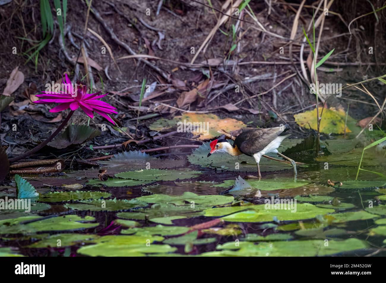 A beautiful lilly flower and comb-crested jacana, walking on lily pads ...