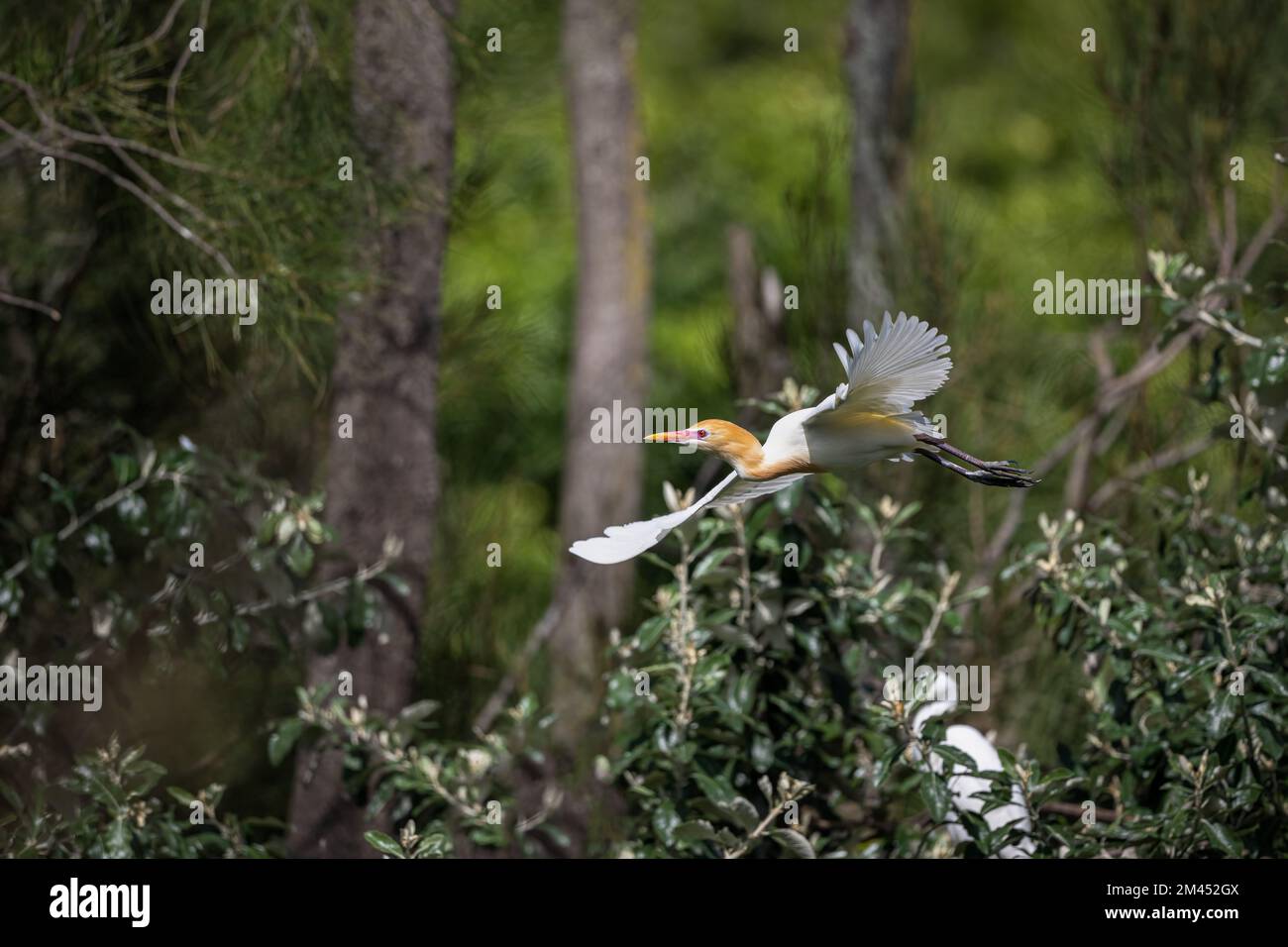 A single Cattle Egret in breeding colours takes flight across the ...