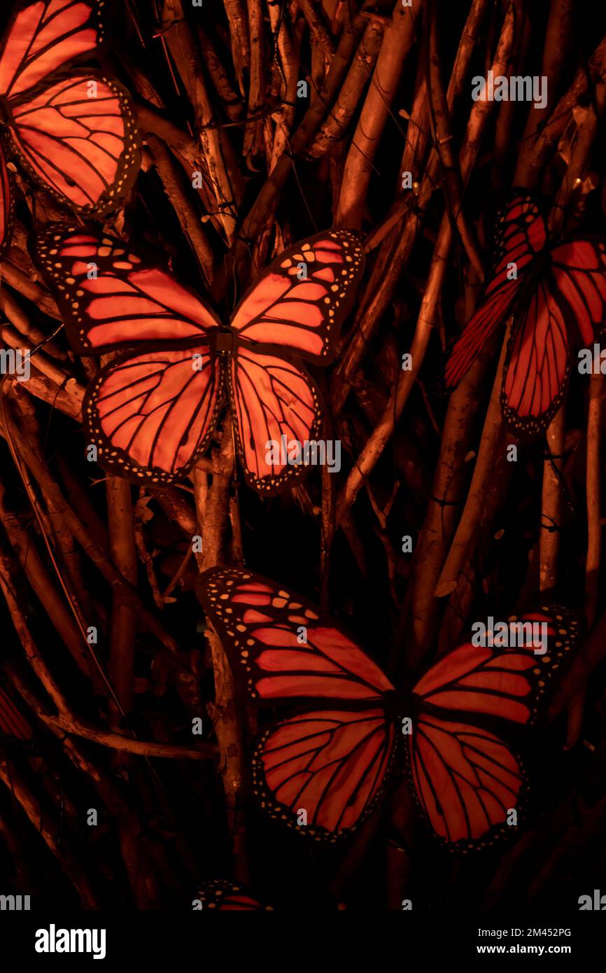 monarch butterfly on dry branches as ornaments, mexico Stock Photo - Alamy