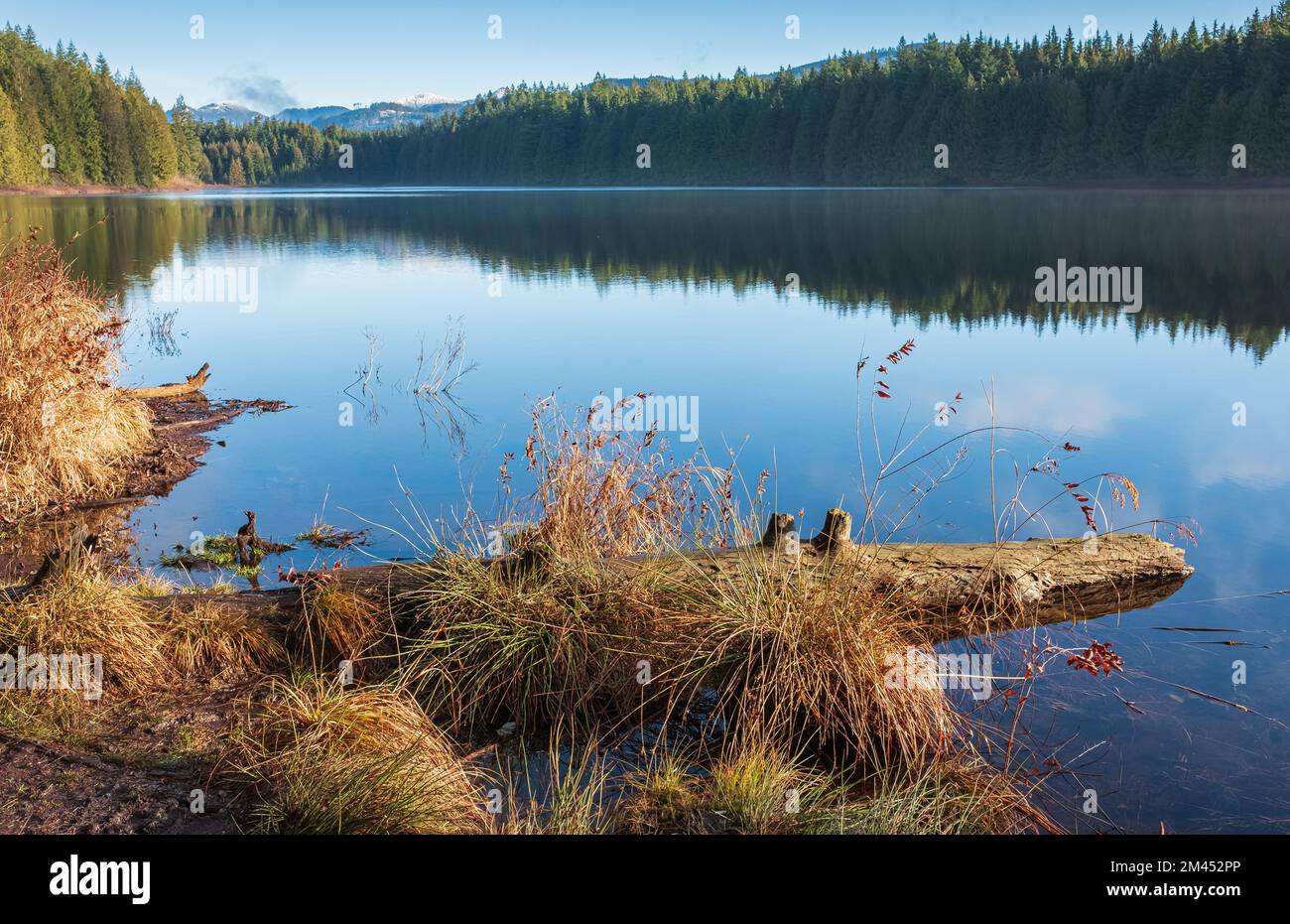 Blue water in a forest lake with pine trees. Cold autumn morning in the ...