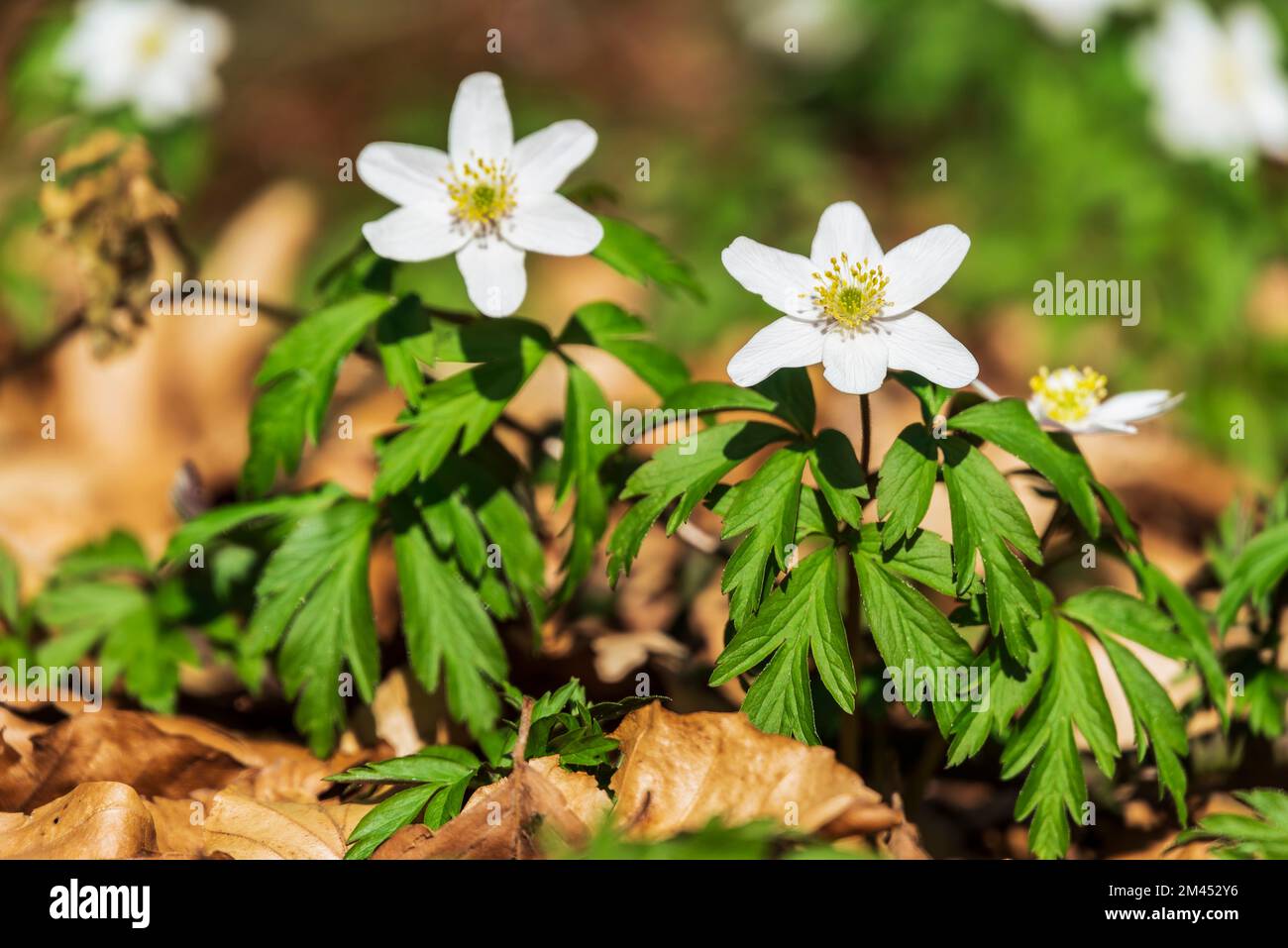 Close-up of flowering wood anemones (Anemonoides nemorosa) growing ...