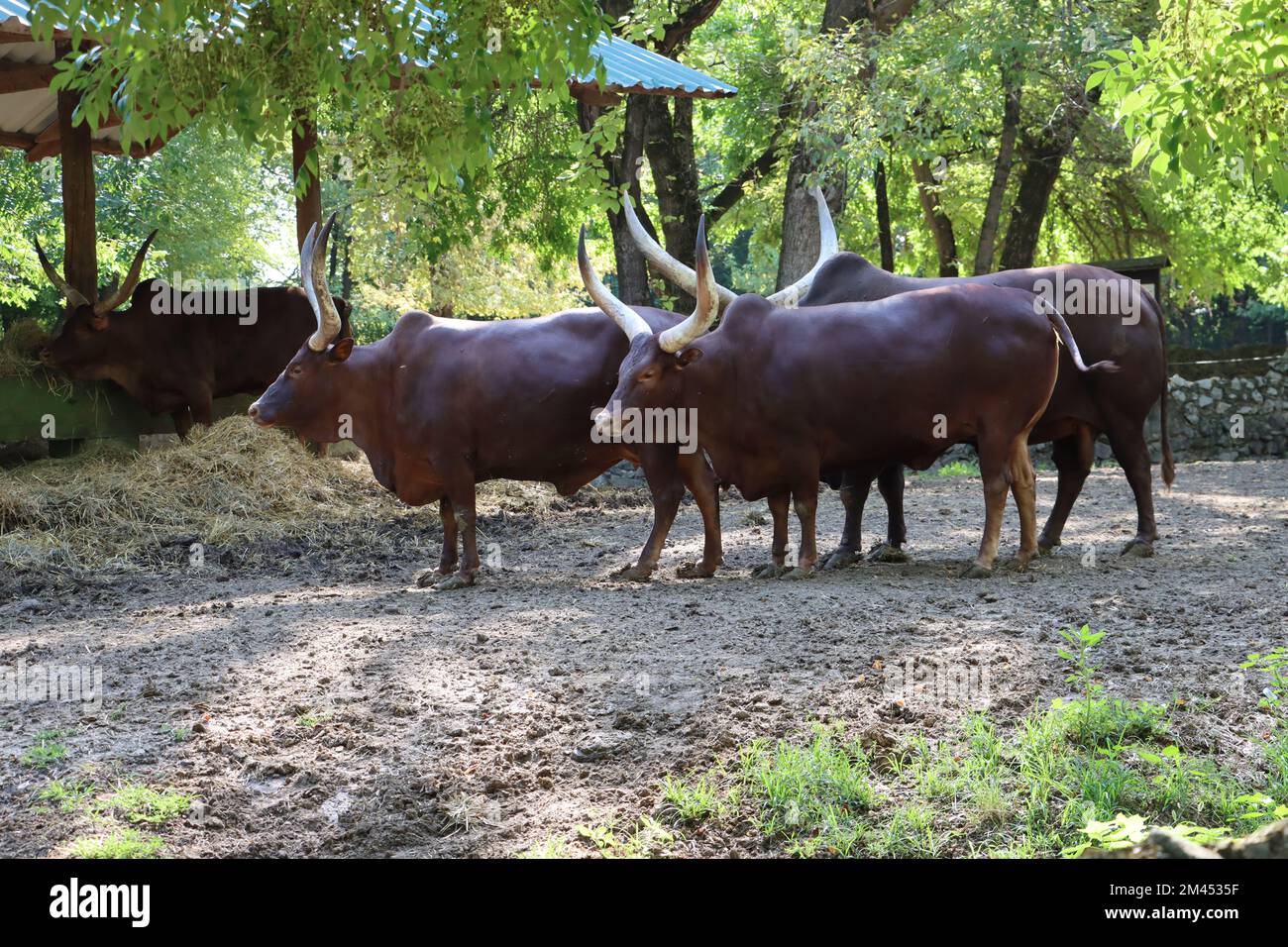 Large herd bos taurus cows hi-res stock photography and images - Alamy