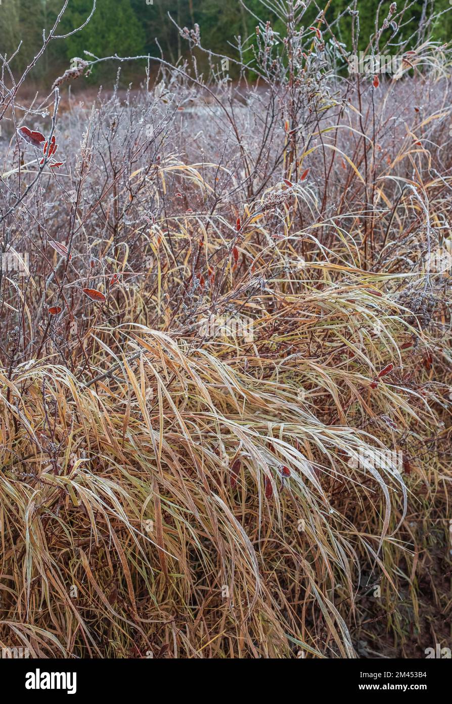 Dry tall grass in forest in a cold morning. Autumn scenery. Misty rural ...