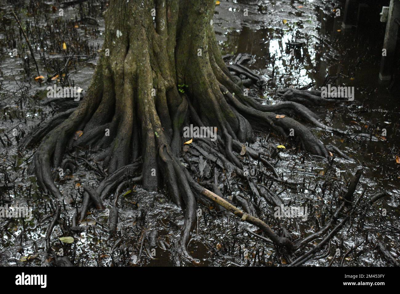 Gnarly tree roots hi-res stock photography and images - Alamy