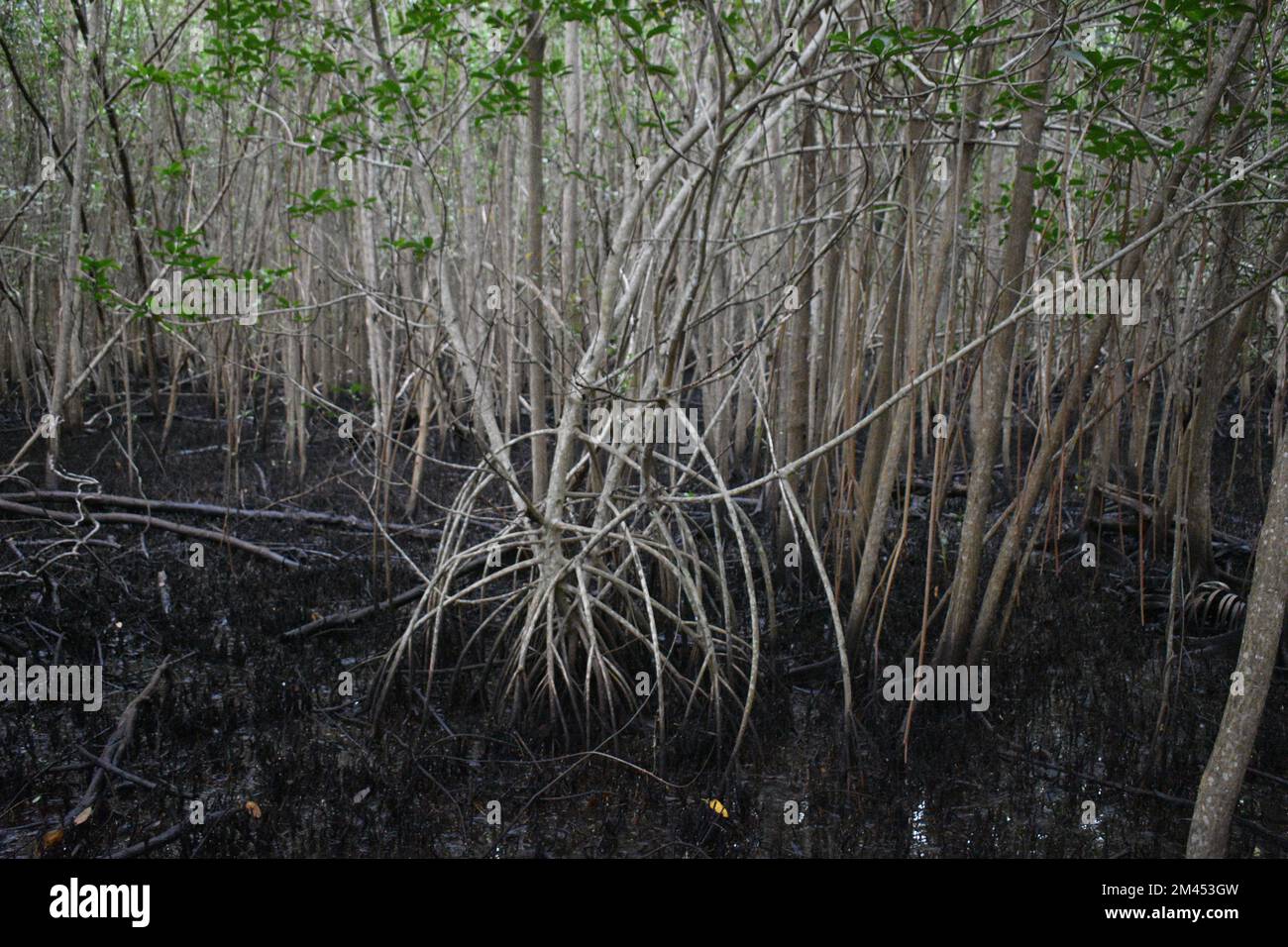Red mangrove tree roots in a mangrove swamp or mangrove forest Stock ...