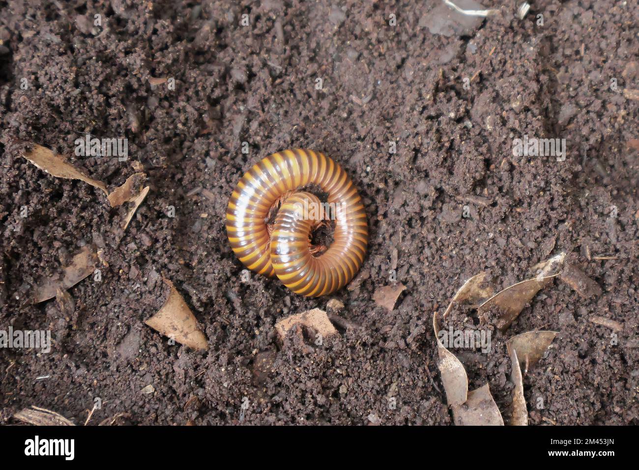 Coiled caterpillar hi-res stock photography and images - Alamy