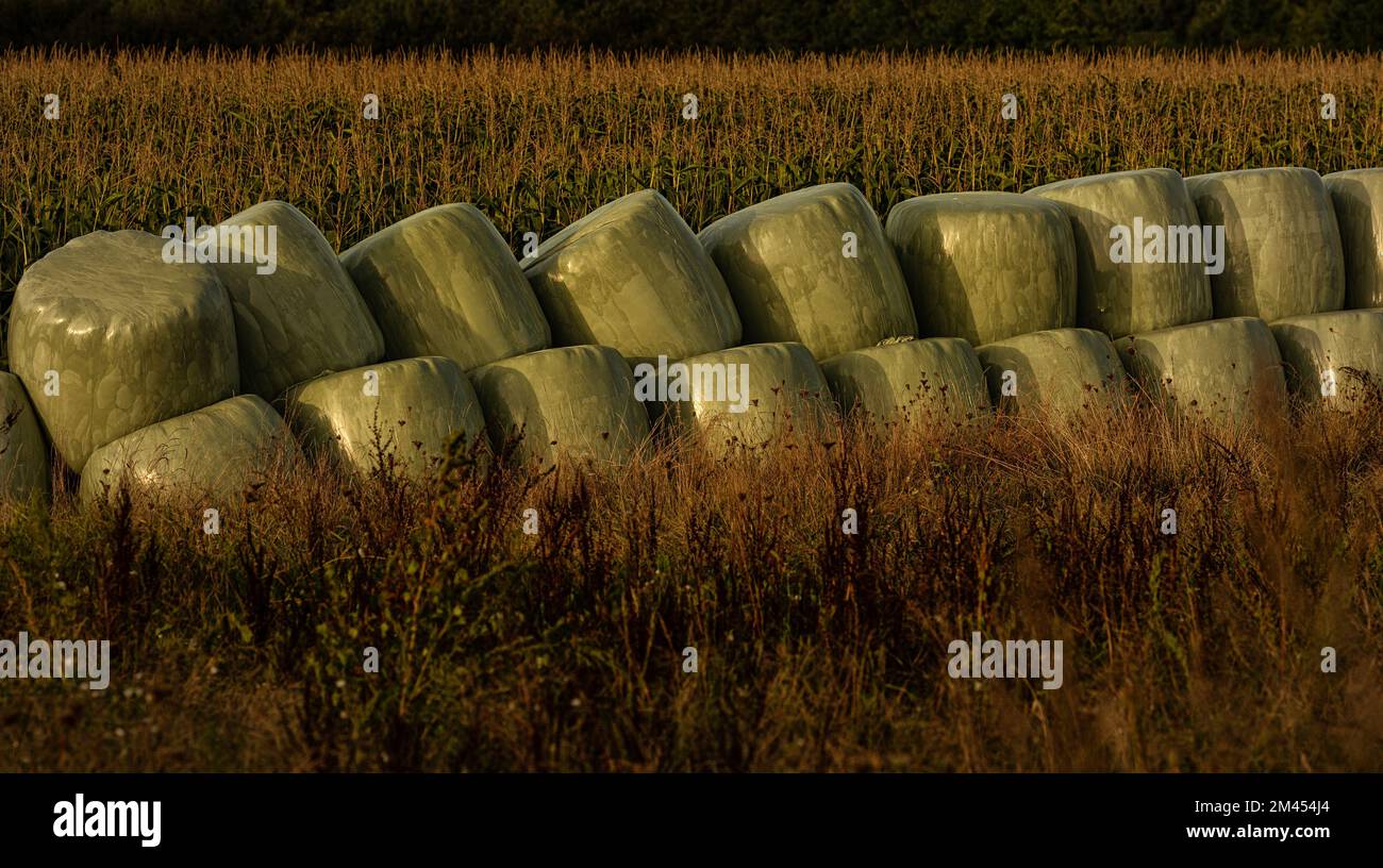 A line of haylage in bales in a rural field Stock Photo - Alamy