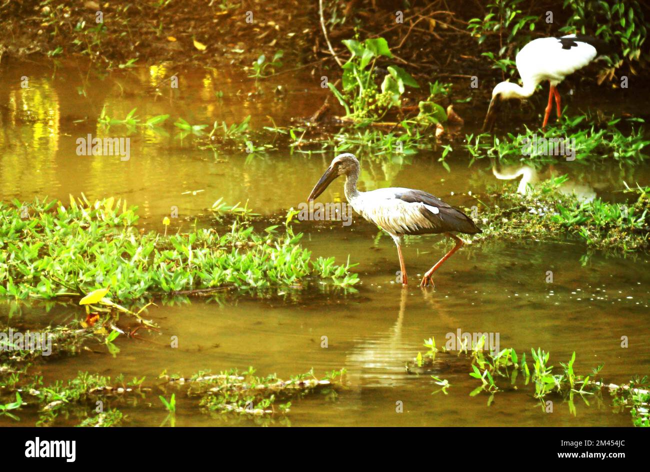 Beautiful birds in Sri Lanka in the Wild Stock Photo - Alamy