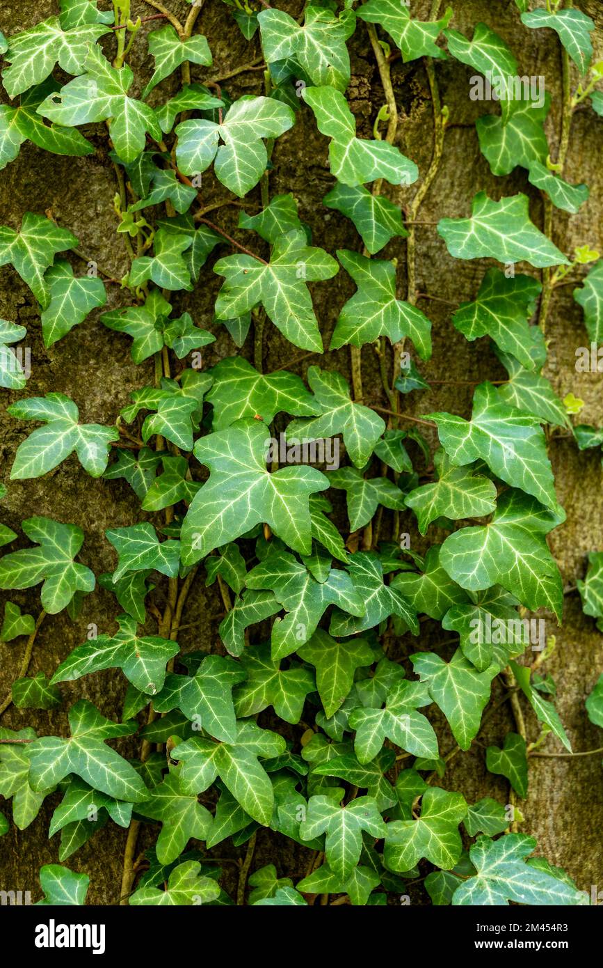 Climbing plant common ivy hi-res stock photography and images - Alamy