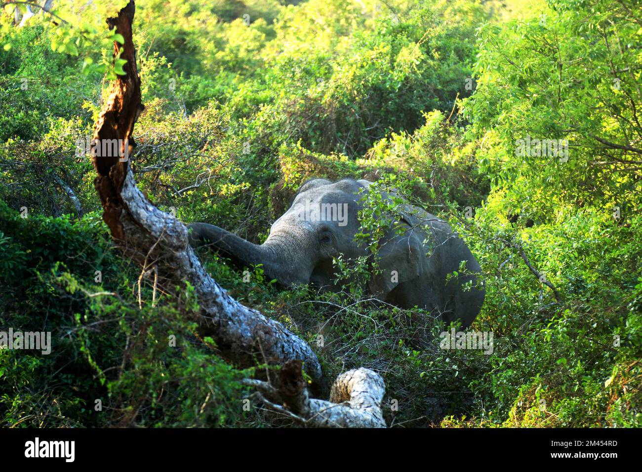 Elephants of Sri Lanka in the Wild Stock Photo - Alamy