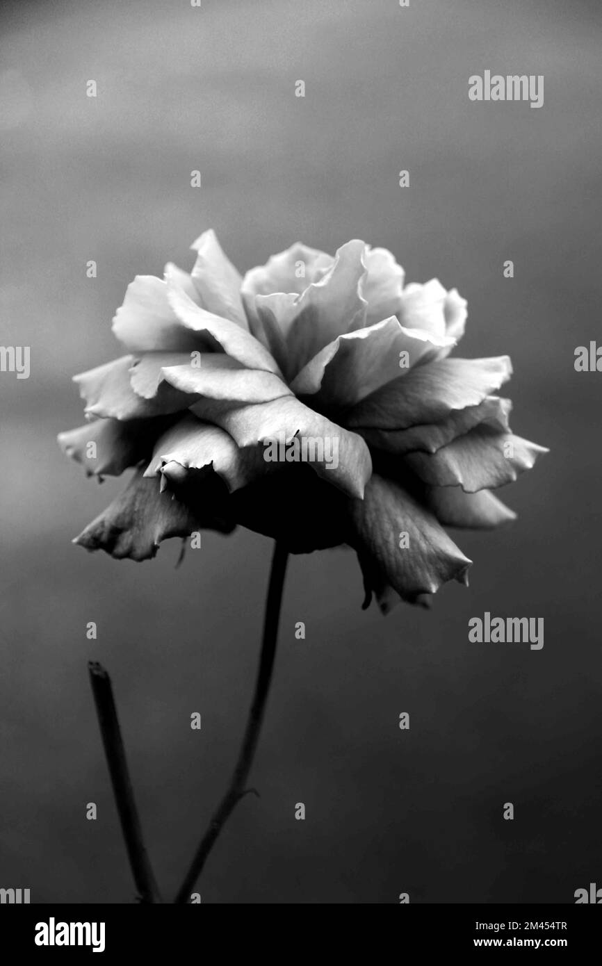 Red flower in garden summer Black and White Stock Photos & Images - Alamy