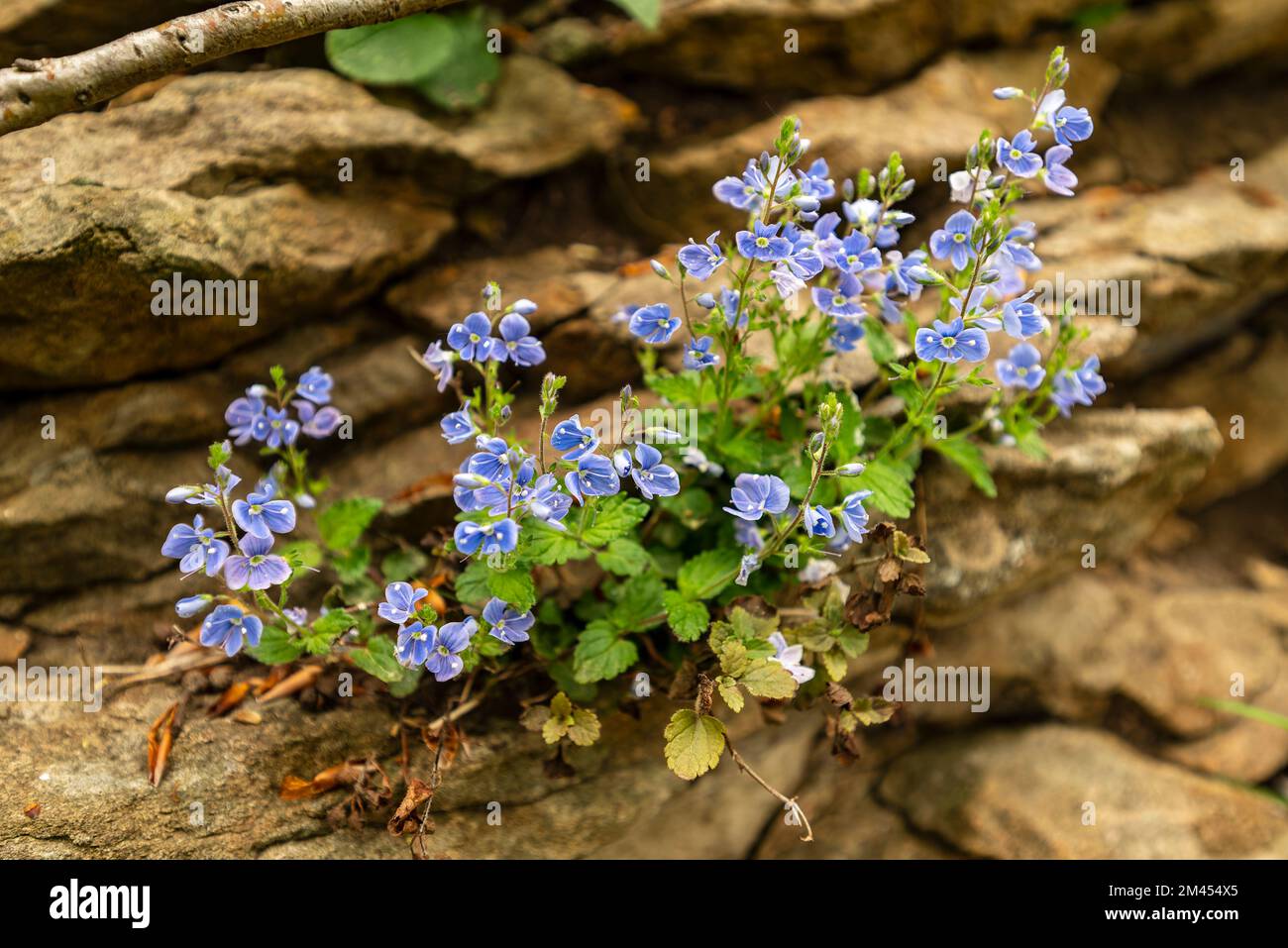 Cluster of germander speedwell or bird's-eye speedwell (Veronica ...
