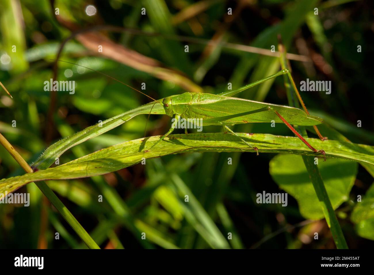 Unknown leaf species hi-res stock photography and images - Alamy