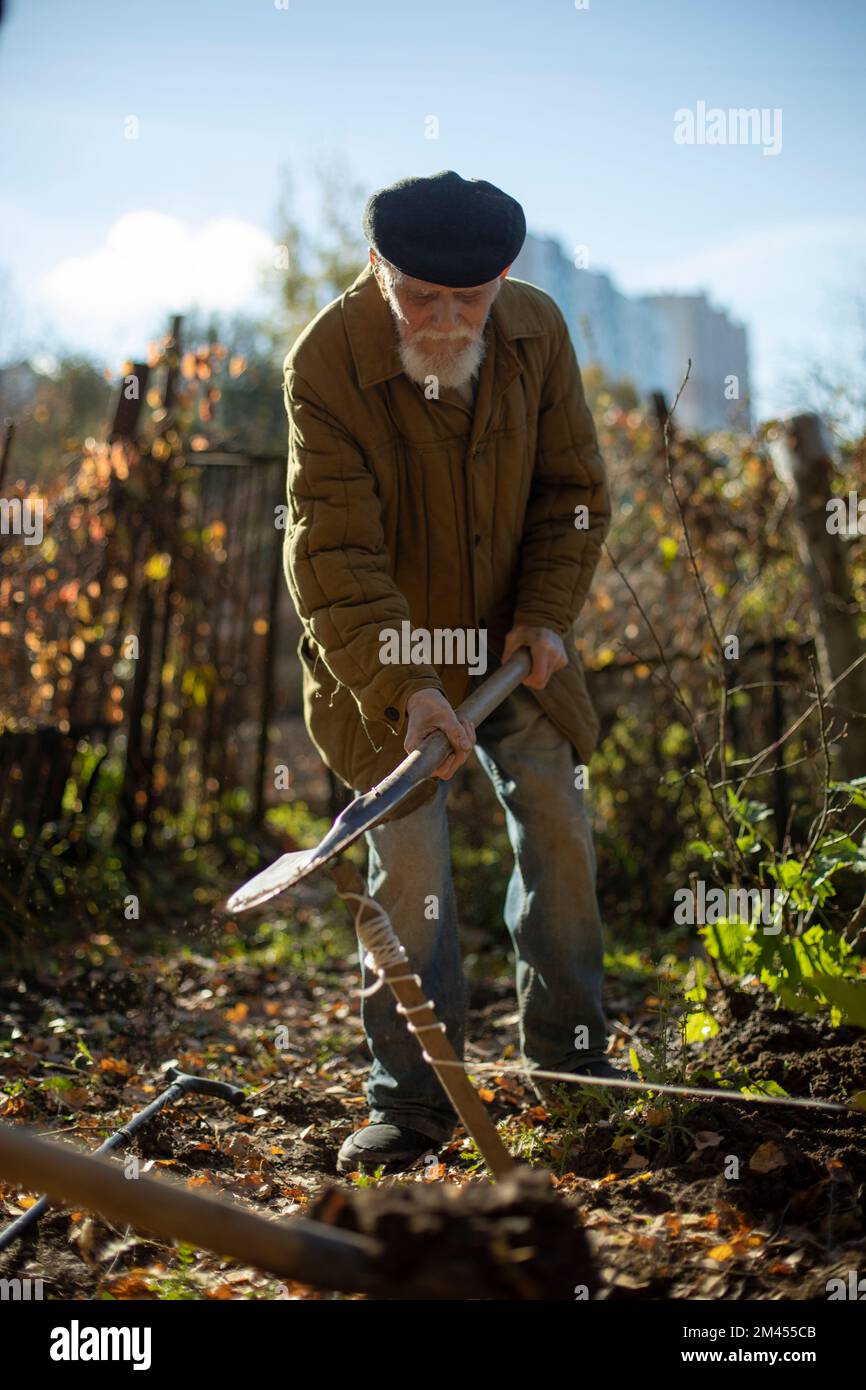 Old man digging ground. Old man in garden in autumn. Pensioner to work ...