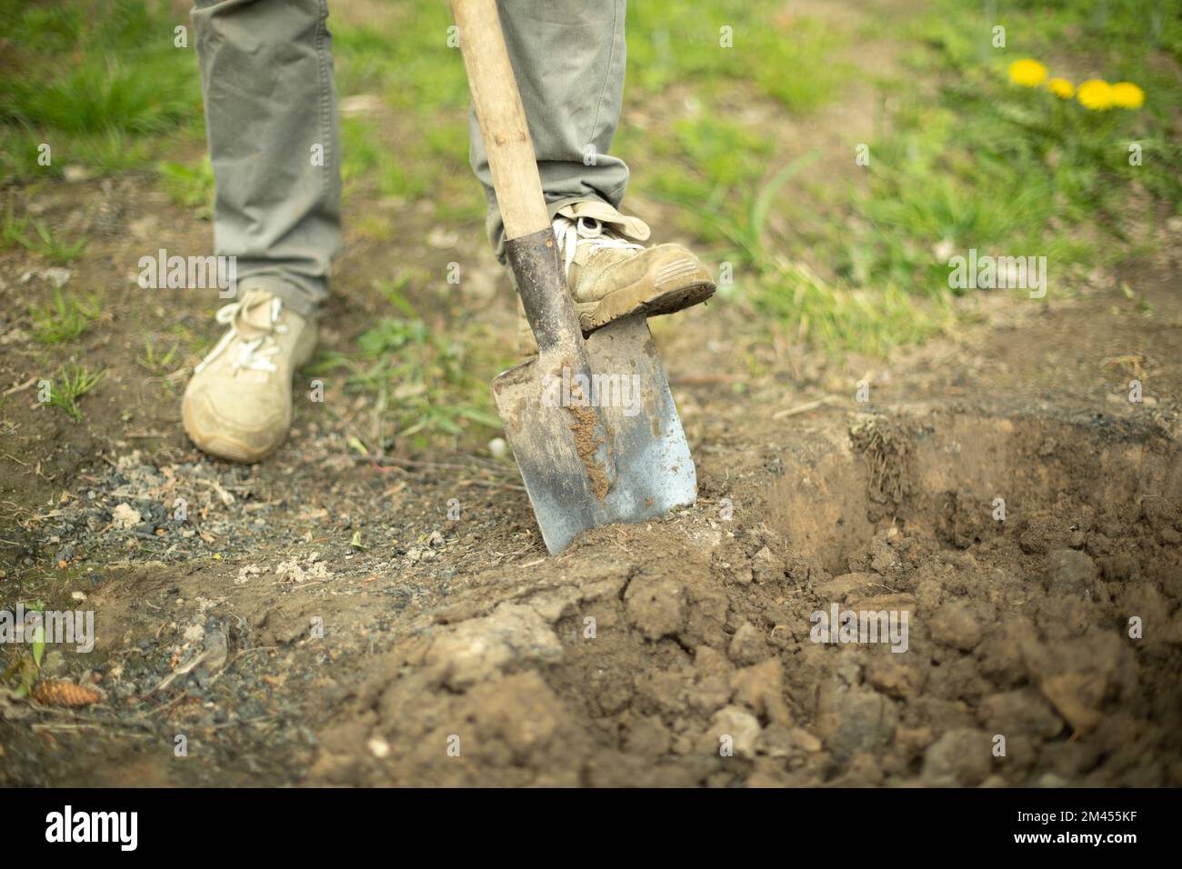 Guy is digging ground. Man with shovel. Details of rural life. Digging ...