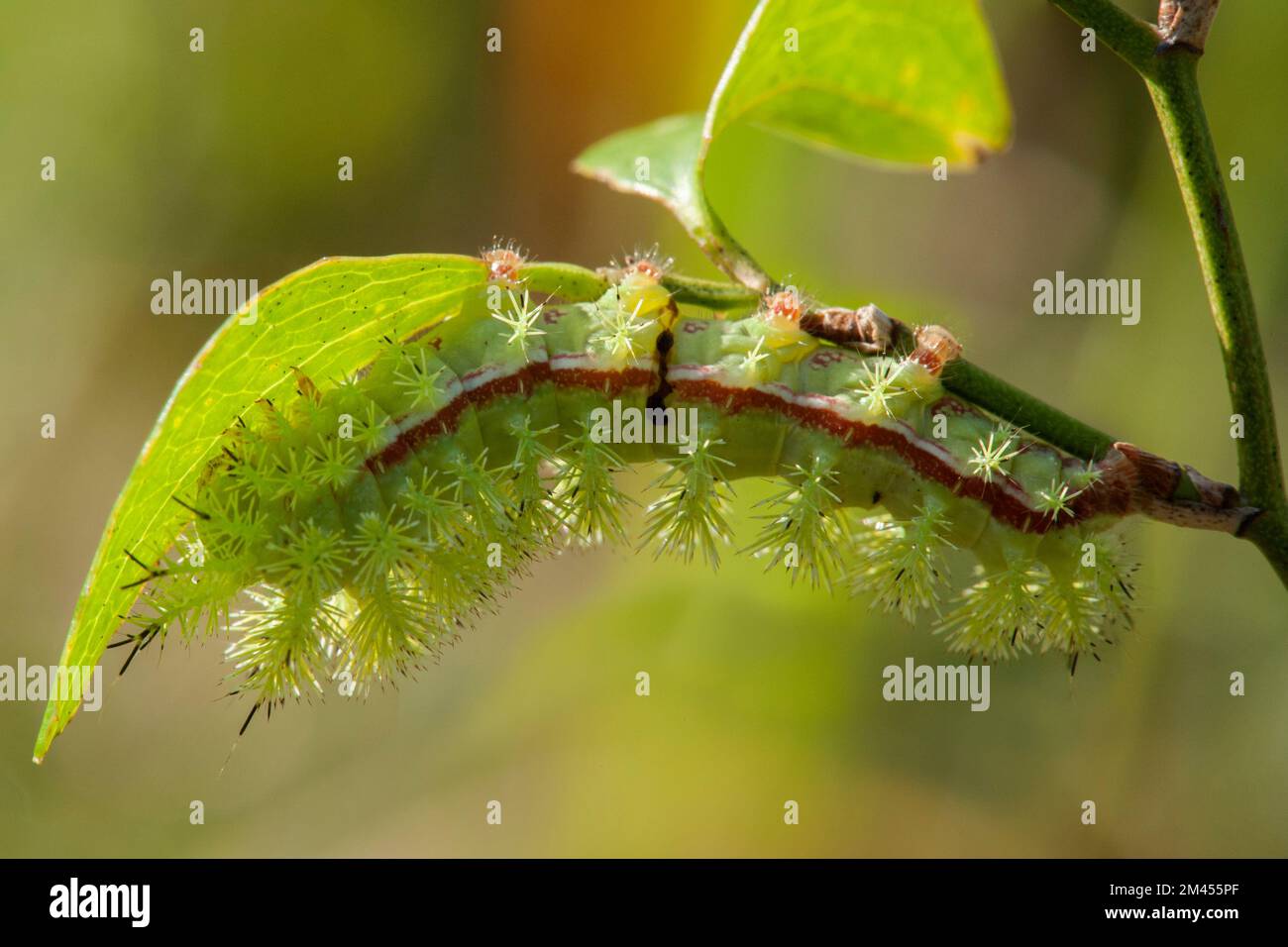 Io moth automeris io hi-res stock photography and images - Alamy
