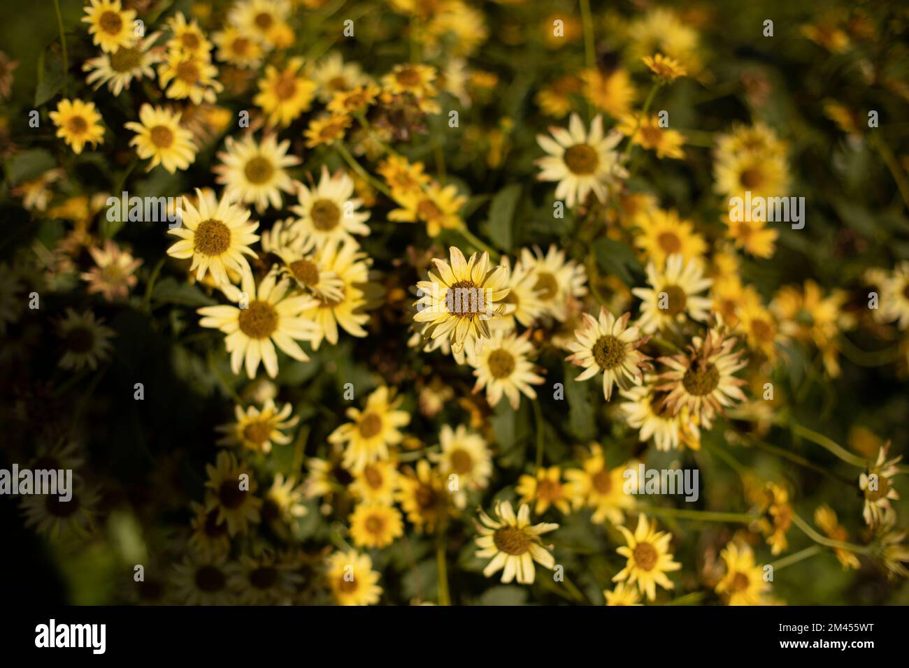Lots of little yellow flowers in garden. Plant in summer. Nature ...