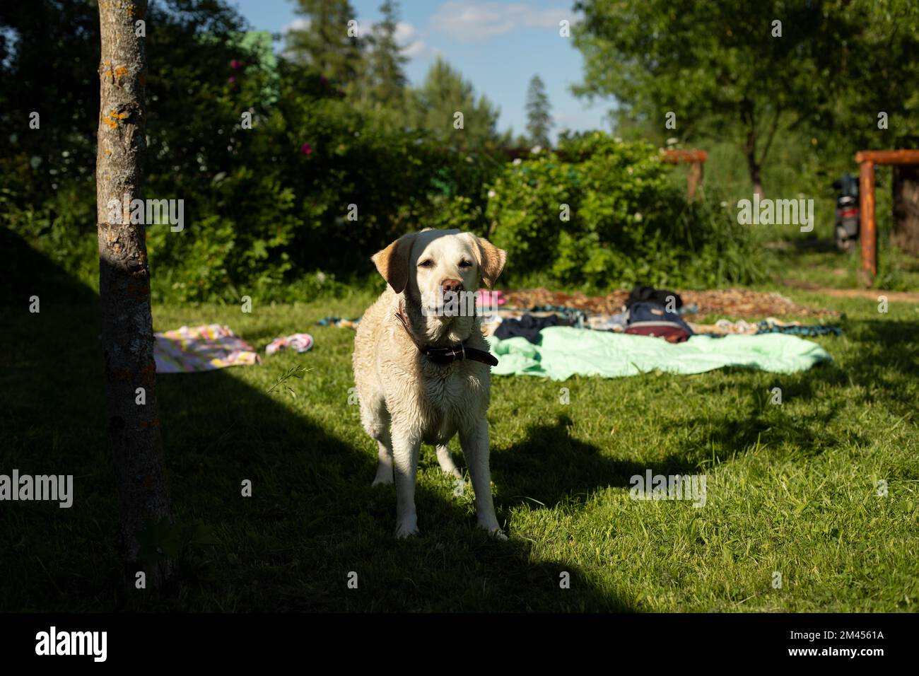 White Labrador in summer. Pet on walk. Animal on hot day Stock Photo ...