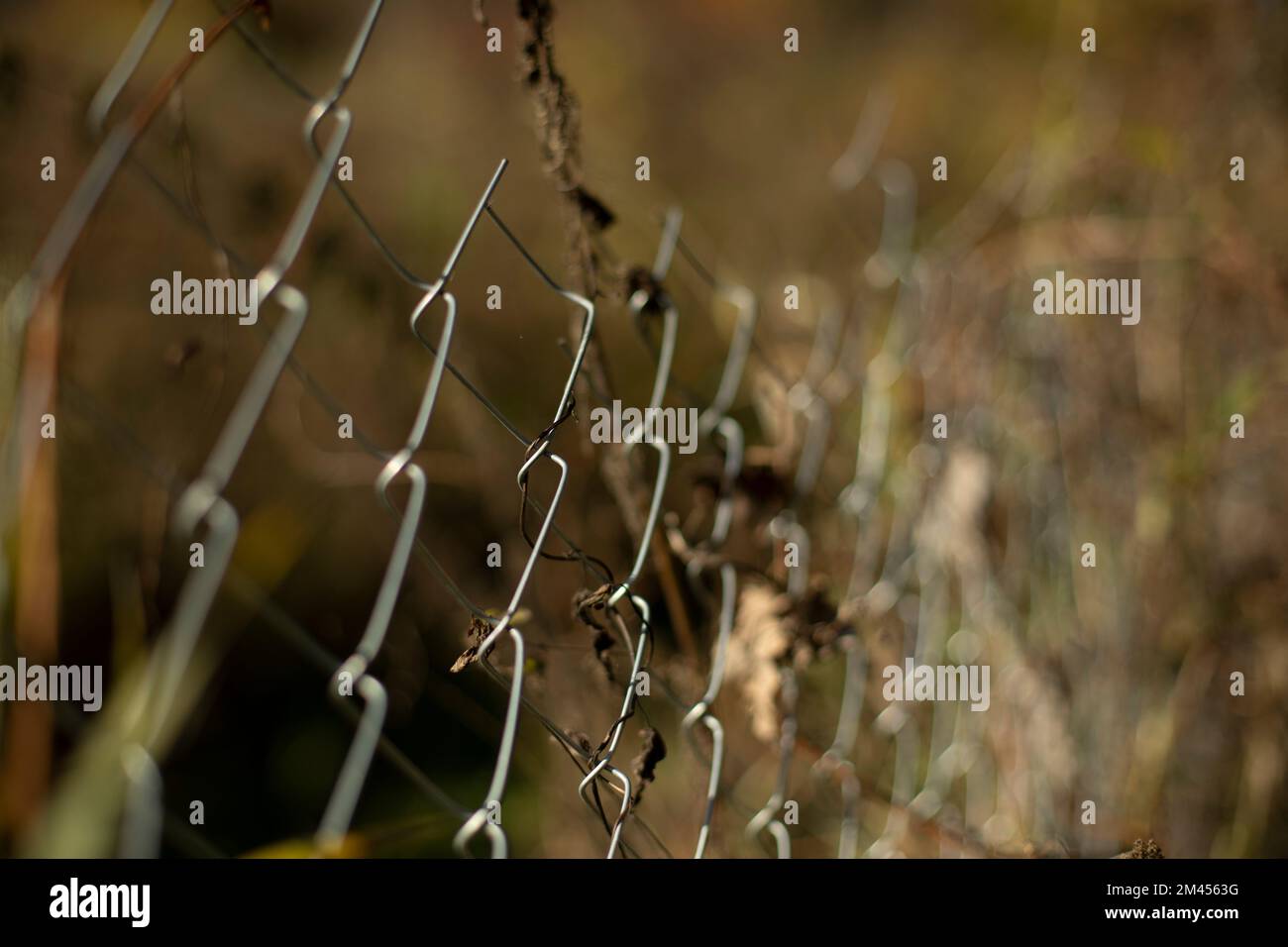 Steel mesh fence. Fence is in detail. Metal mesh. Plants are entangled ...