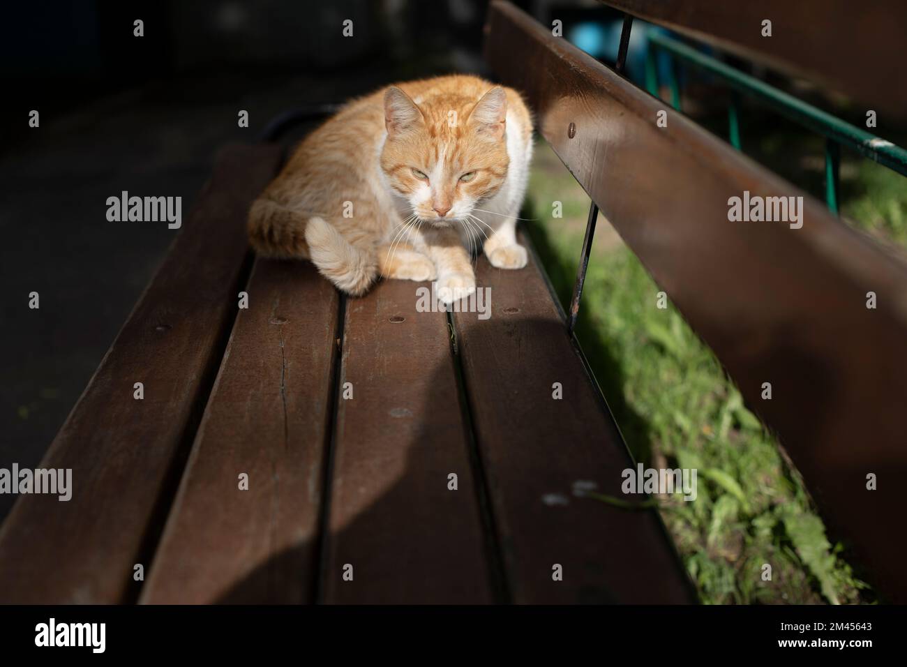 Cat on bench in summer. Pet in yard of house. Red cat in light of sun ...