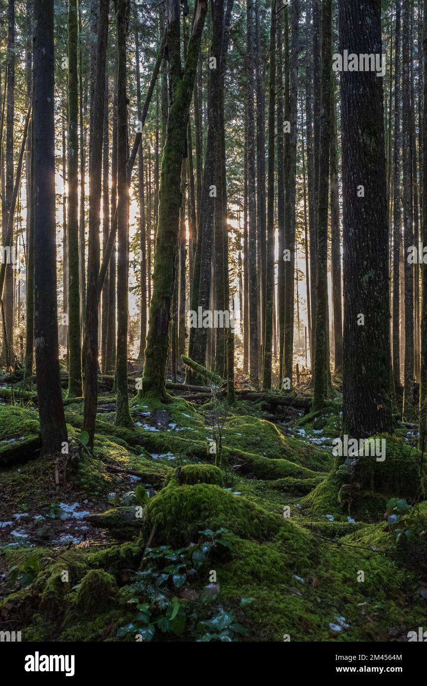 Forest with morning sunlight. Misty rainforest and bright sun beams ...