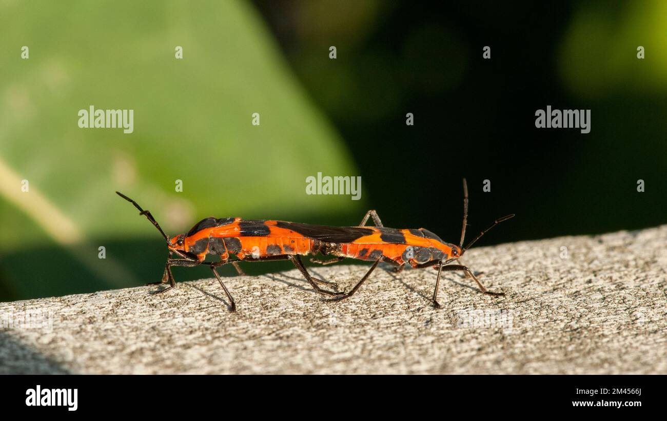 A pair of Large Milkweed Bugs (Oncopeltus fasciatus), presumably mating ...