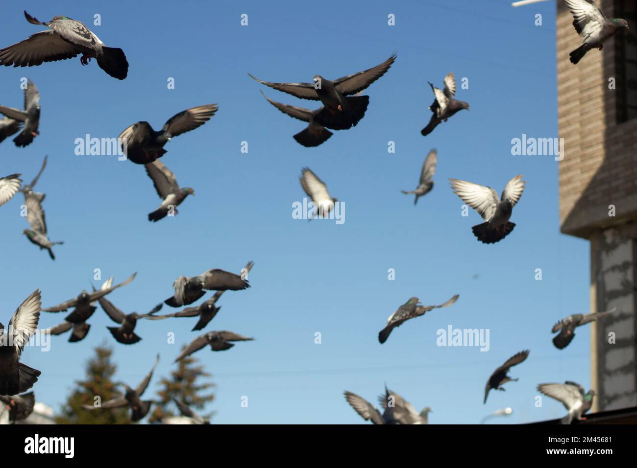 Pigeons against blue sky. Birds in city. Flight of pigeons. Birds sit ...