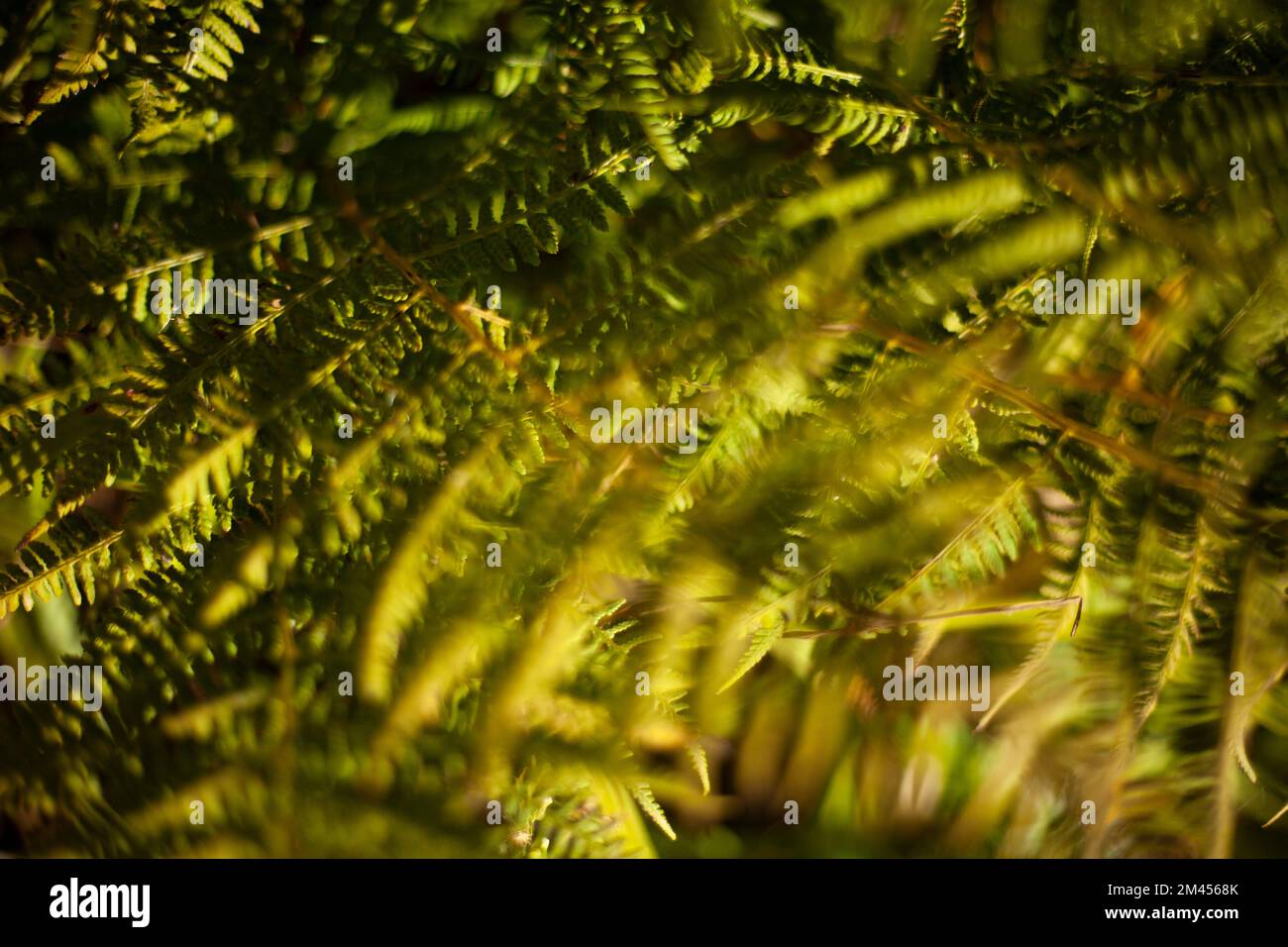 Fern in summer. Green plant in forest. Fern texture. Stems and leaves ...