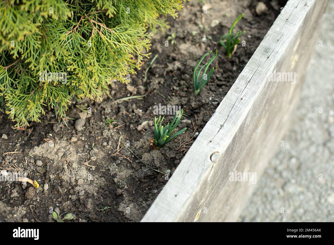 Growing in seeding tray hi-res stock photography and images - Alamy