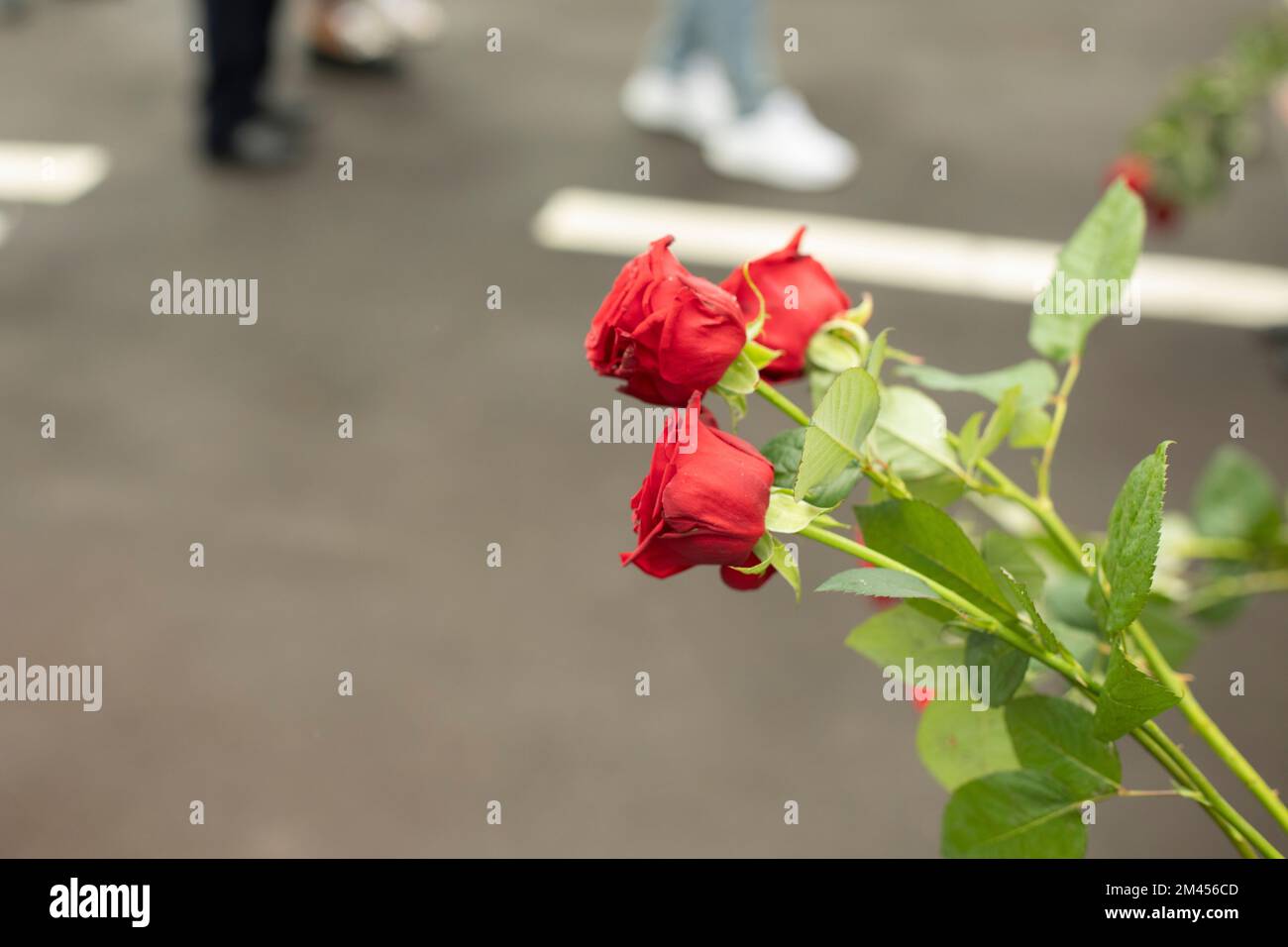 Three red roses. Bouquet of roses. Flowers for teacher. Plant details ...