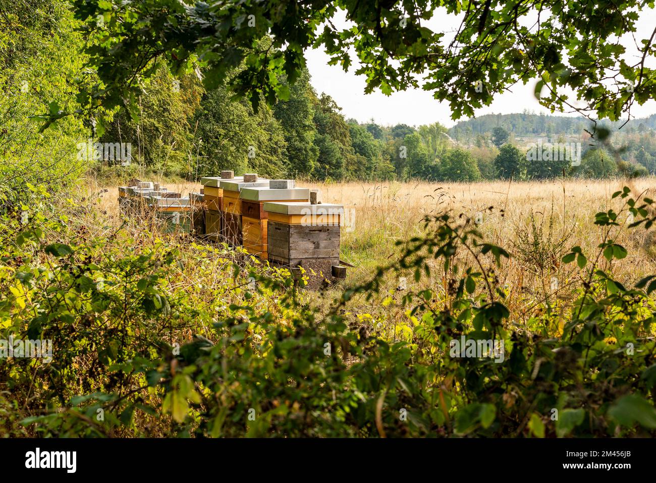 Beehives on a meadow on the border of a forest, seen from underneath a ...