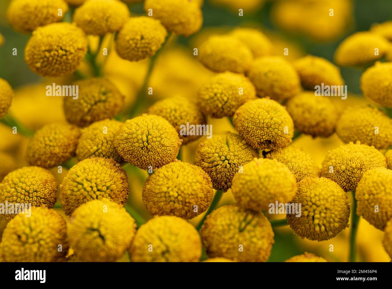 Macro photo of bright yellow flowering common tansy (Tanacetum vulgare ...