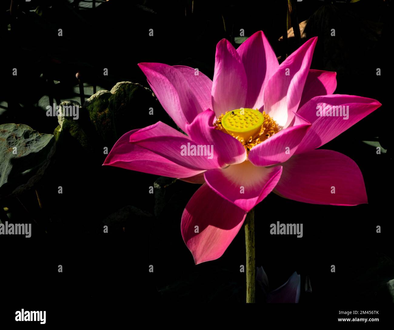 Pink lotus flower blooming in a tropical water garden Stock Photo - Alamy