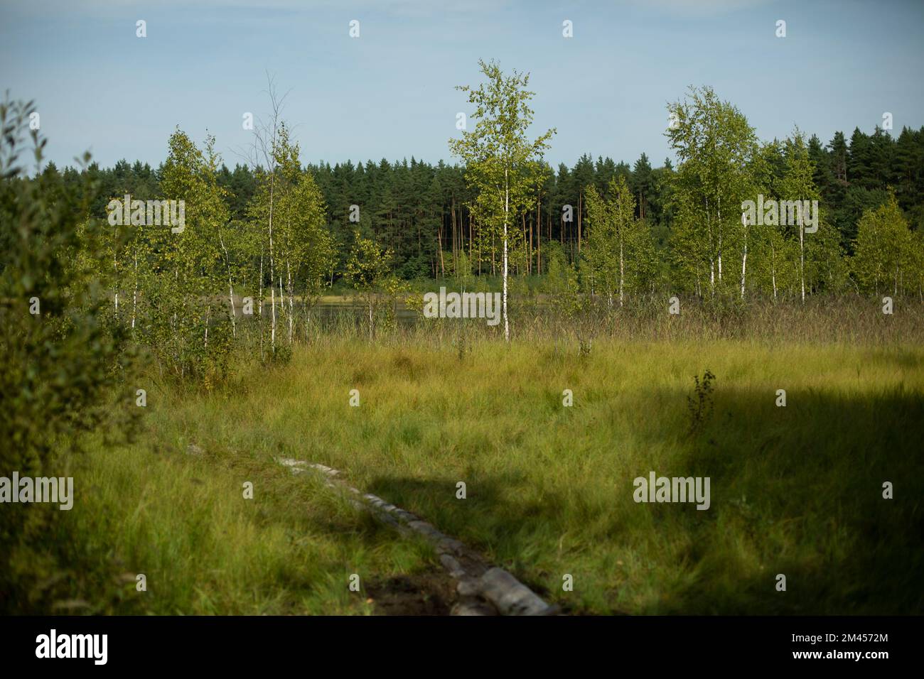 Swamp in forest. Forest in summer. Wildlife. Central strip of Russia ...