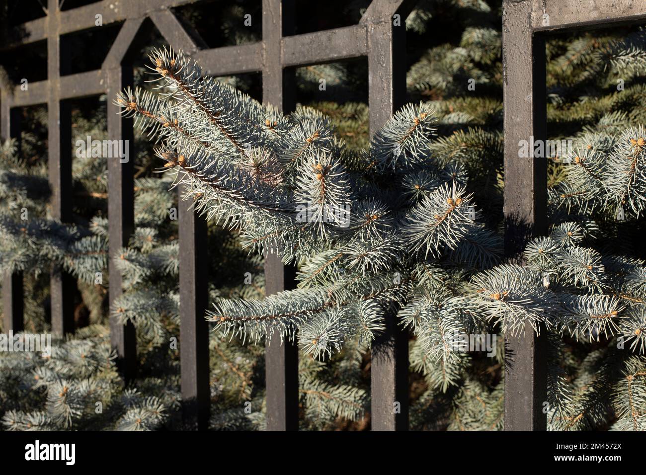 Spruce tree behind fence. Wood through lattice. Blue spruce on private ...