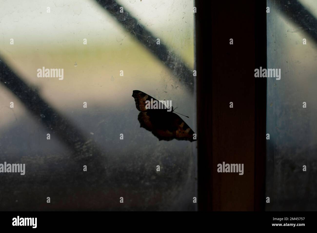 Butterfly on glass. Silhouette of butterfly on window. Details of old ...