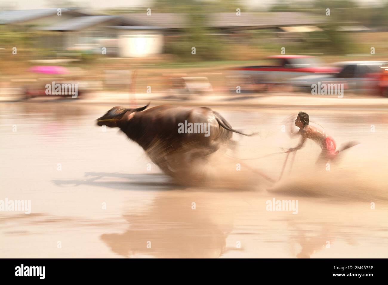 Water buffalo racing festival,has always played an important role in ...