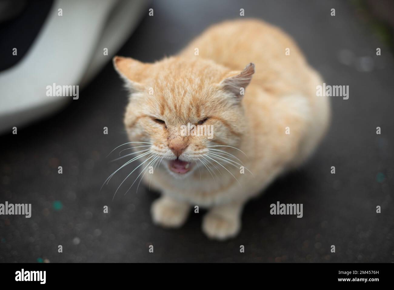 Stray cat on street. Abandoned pet. Animal without eye. Street cat ...