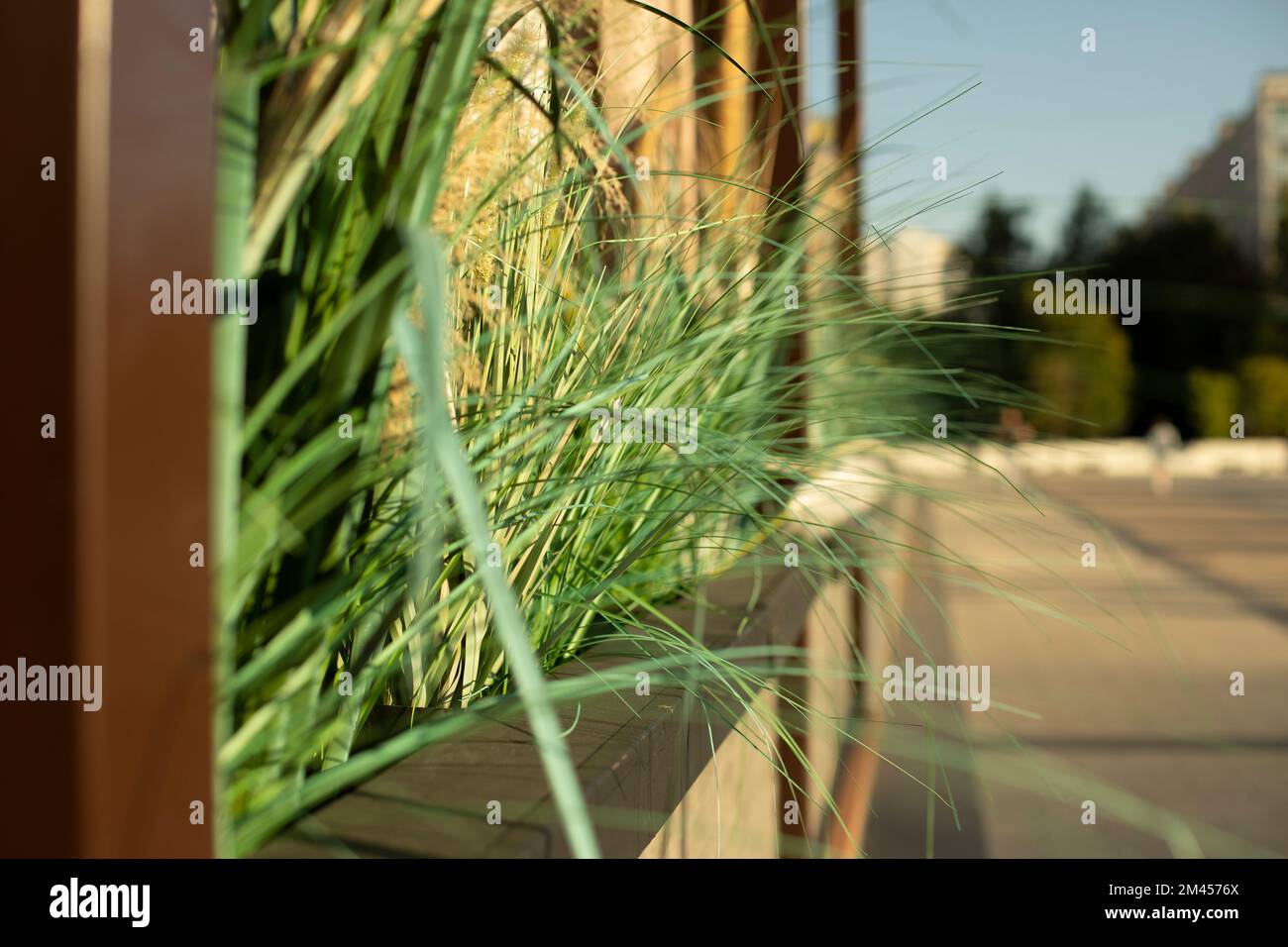 Plants in outdoor restaurant. Decoration Details. Green grass on ledge ...