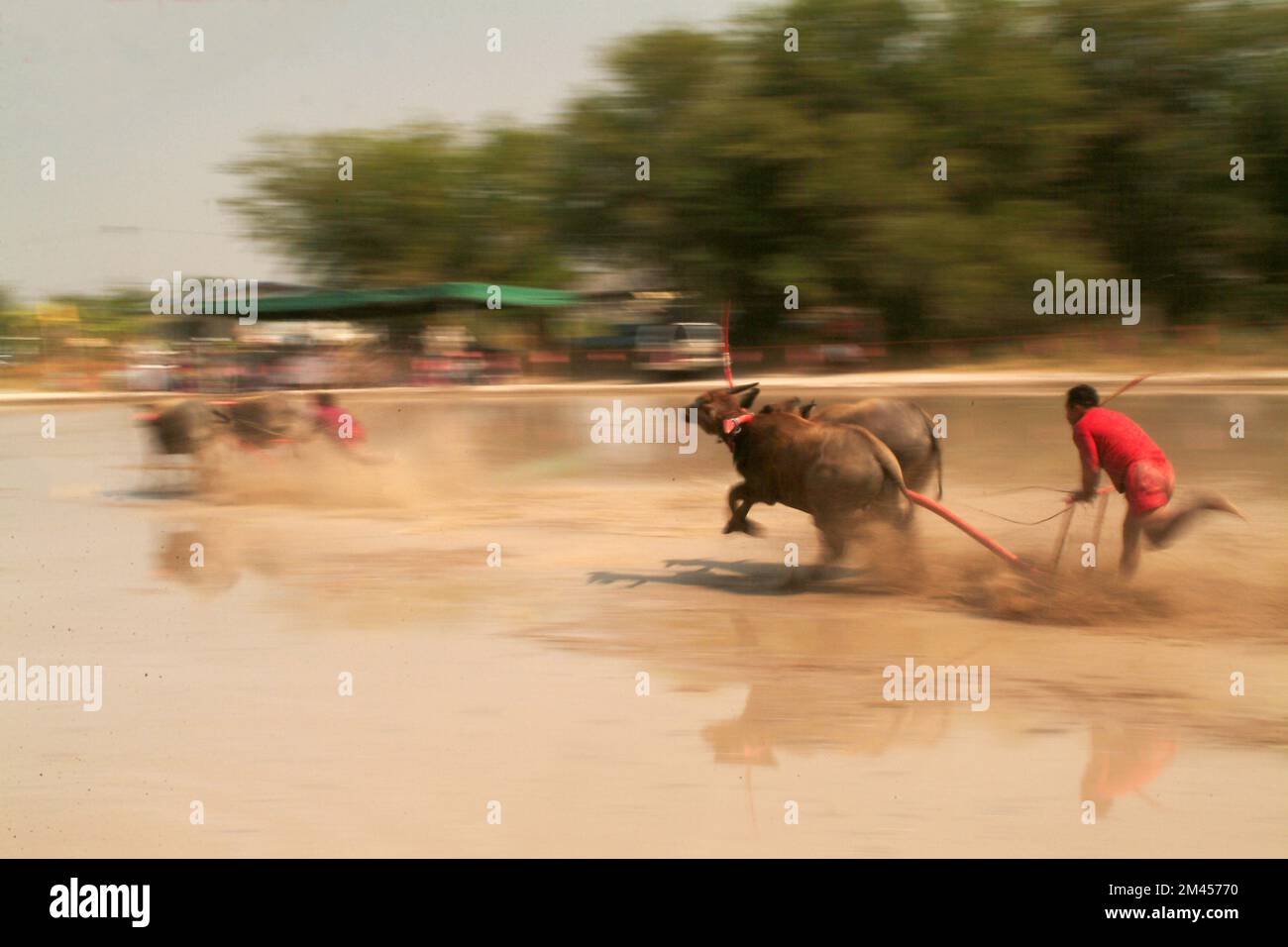 Water buffalo racing festival,has always played an important role in ...