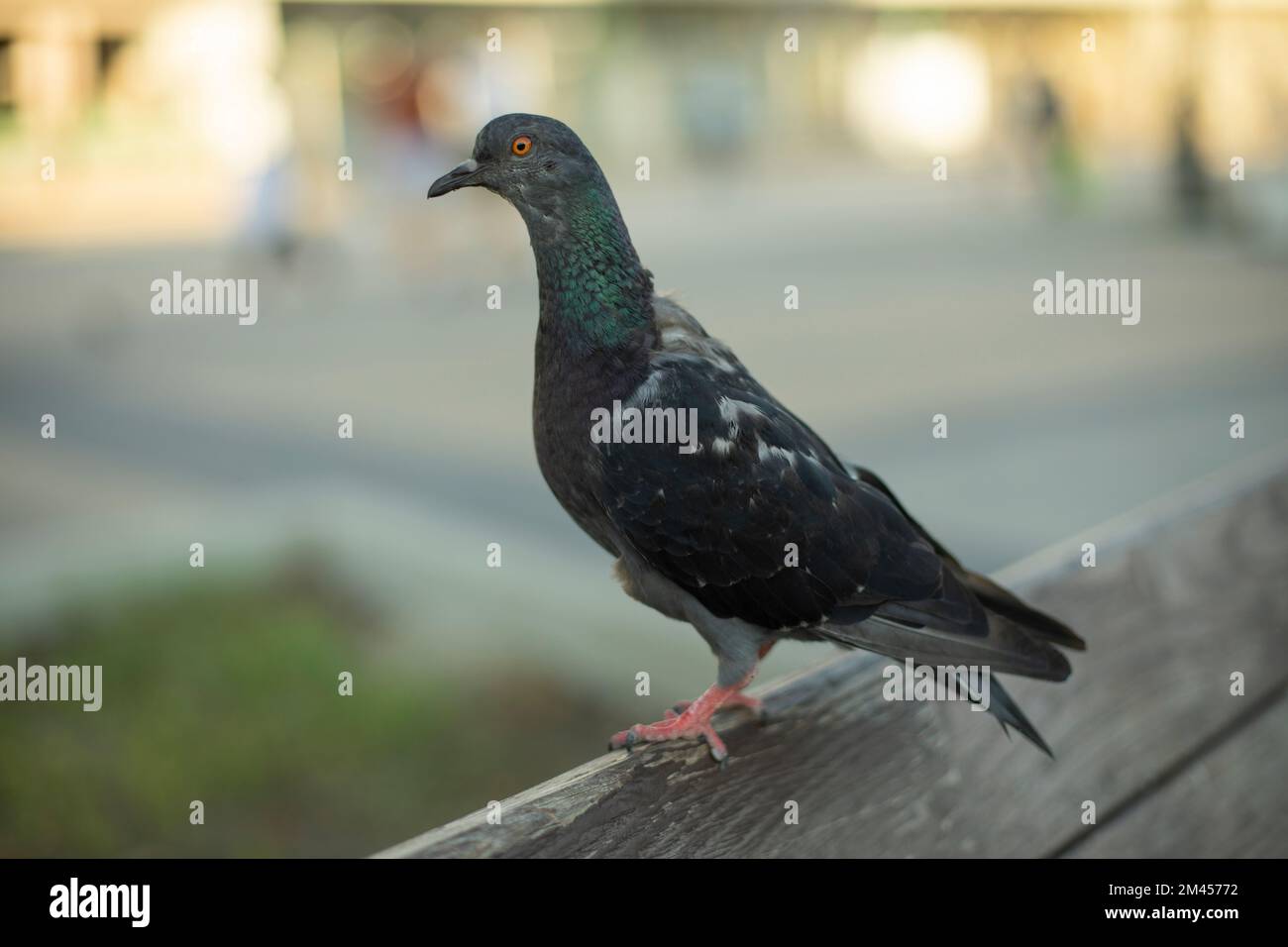 Dove in city. Bird on edge of bench. pigeon close-up. Details of bird ...