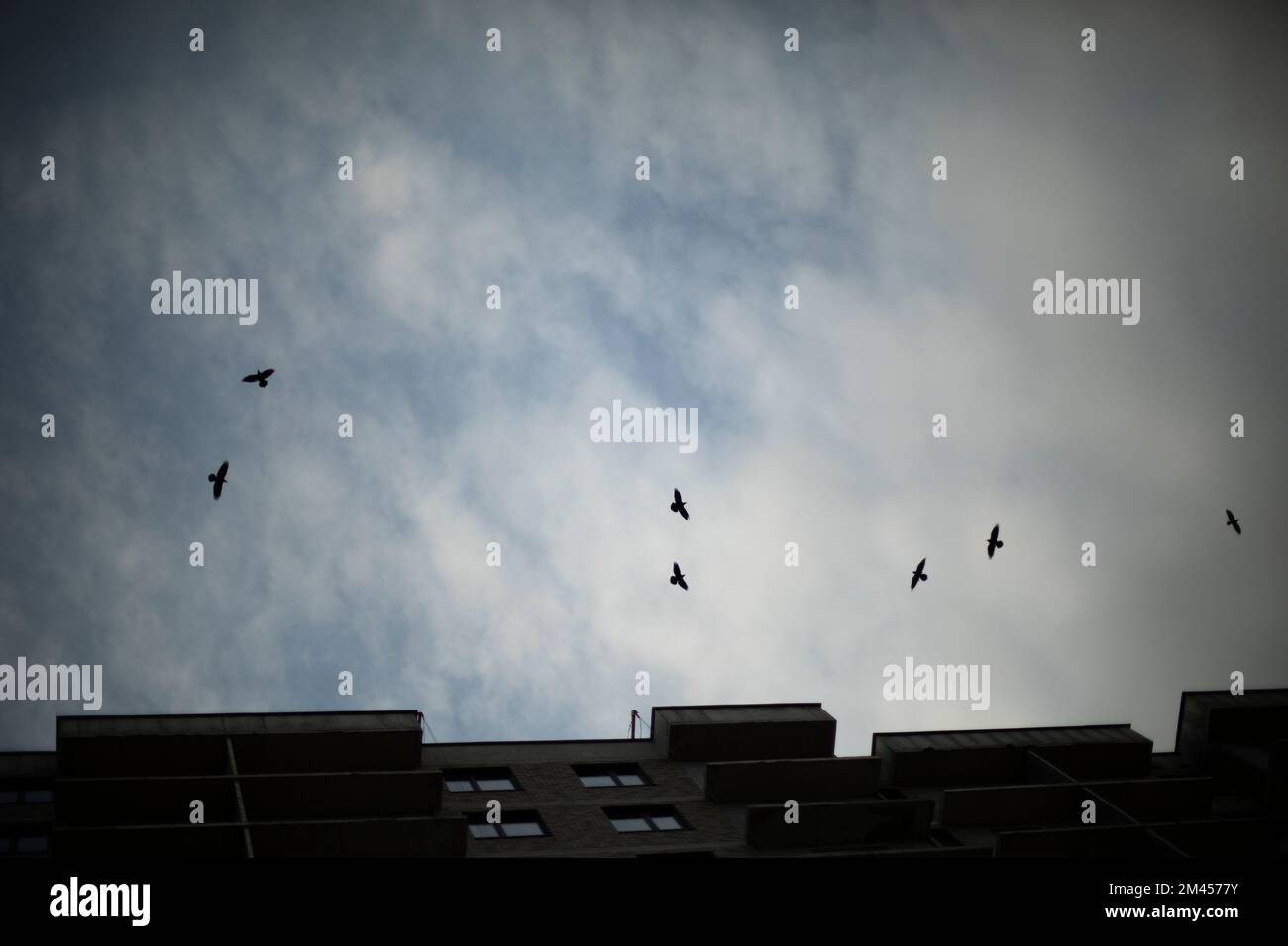 Crows fly in dark sky. Birds circling over city. Flock of birds in ...