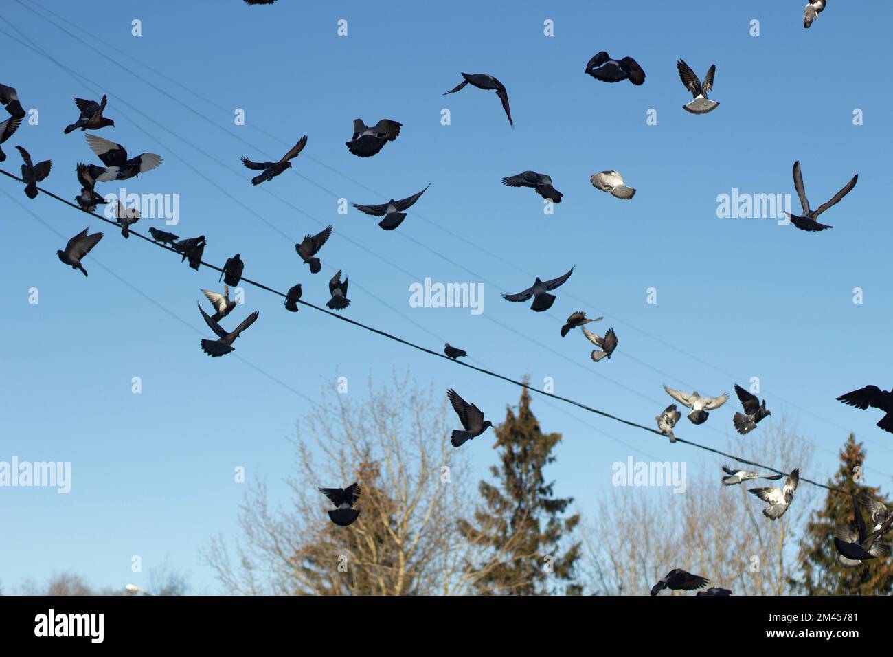 Pigeons fly in sky. Lots of birds on pole. Urban birds in yard. Pigeons ...