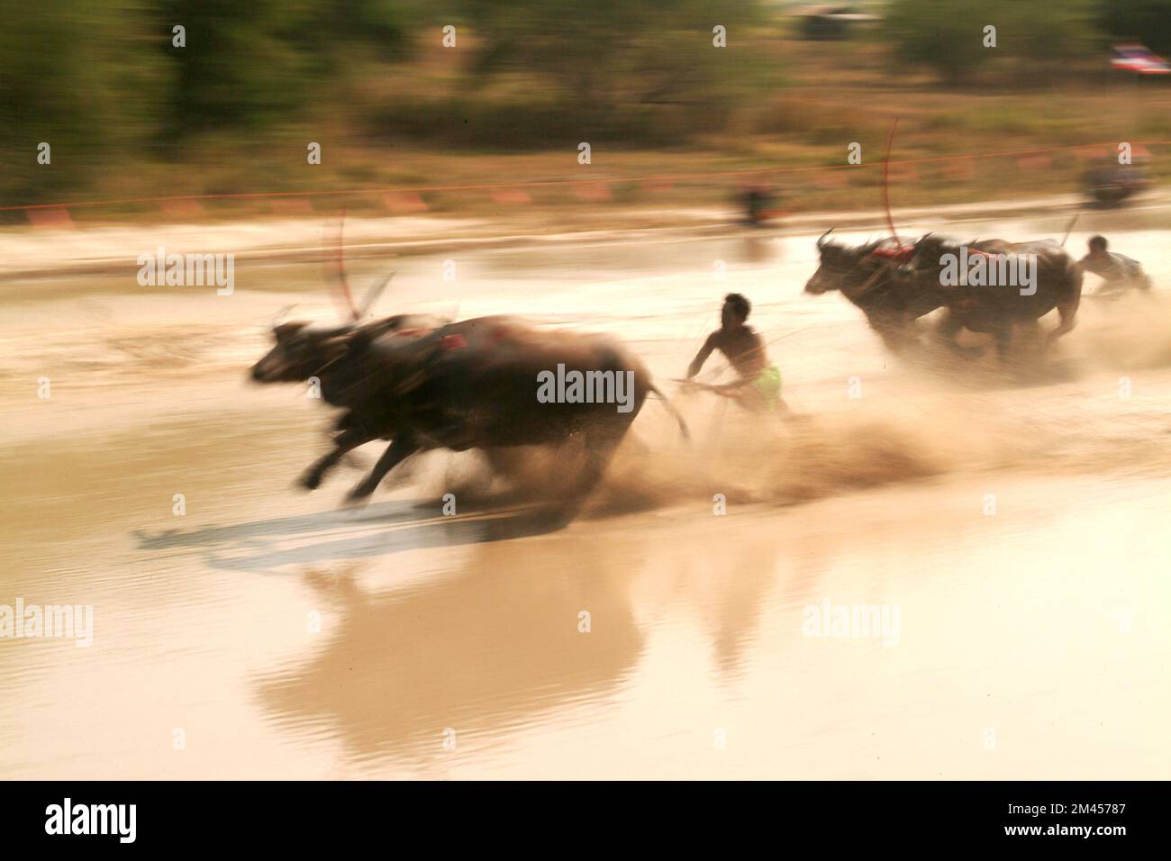 Water buffalo racing festival,has always played an important role in ...
