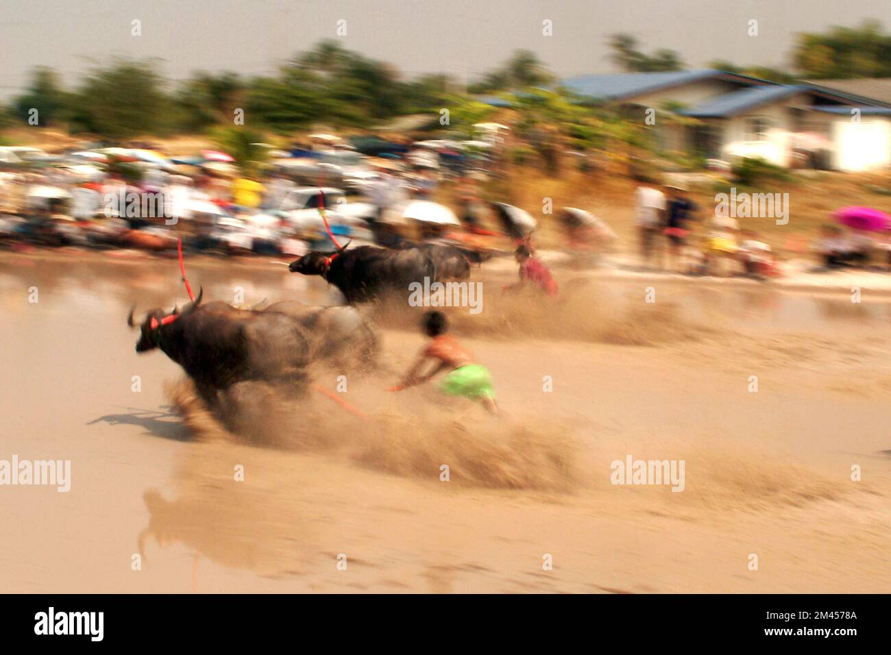 Water buffalo racing festival,has always played an important role in ...