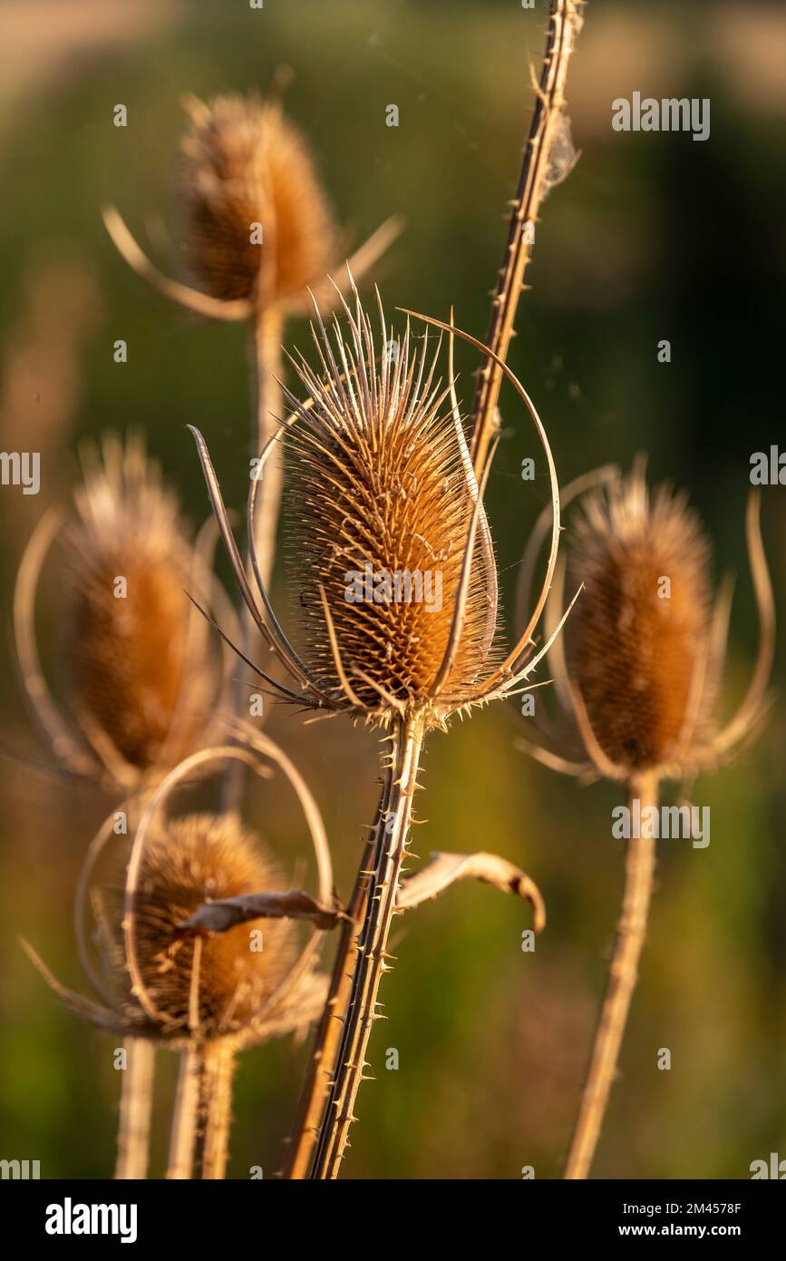 Dry wild teasel (Dipsacus fullonum) close-up Stock Photo - Alamy