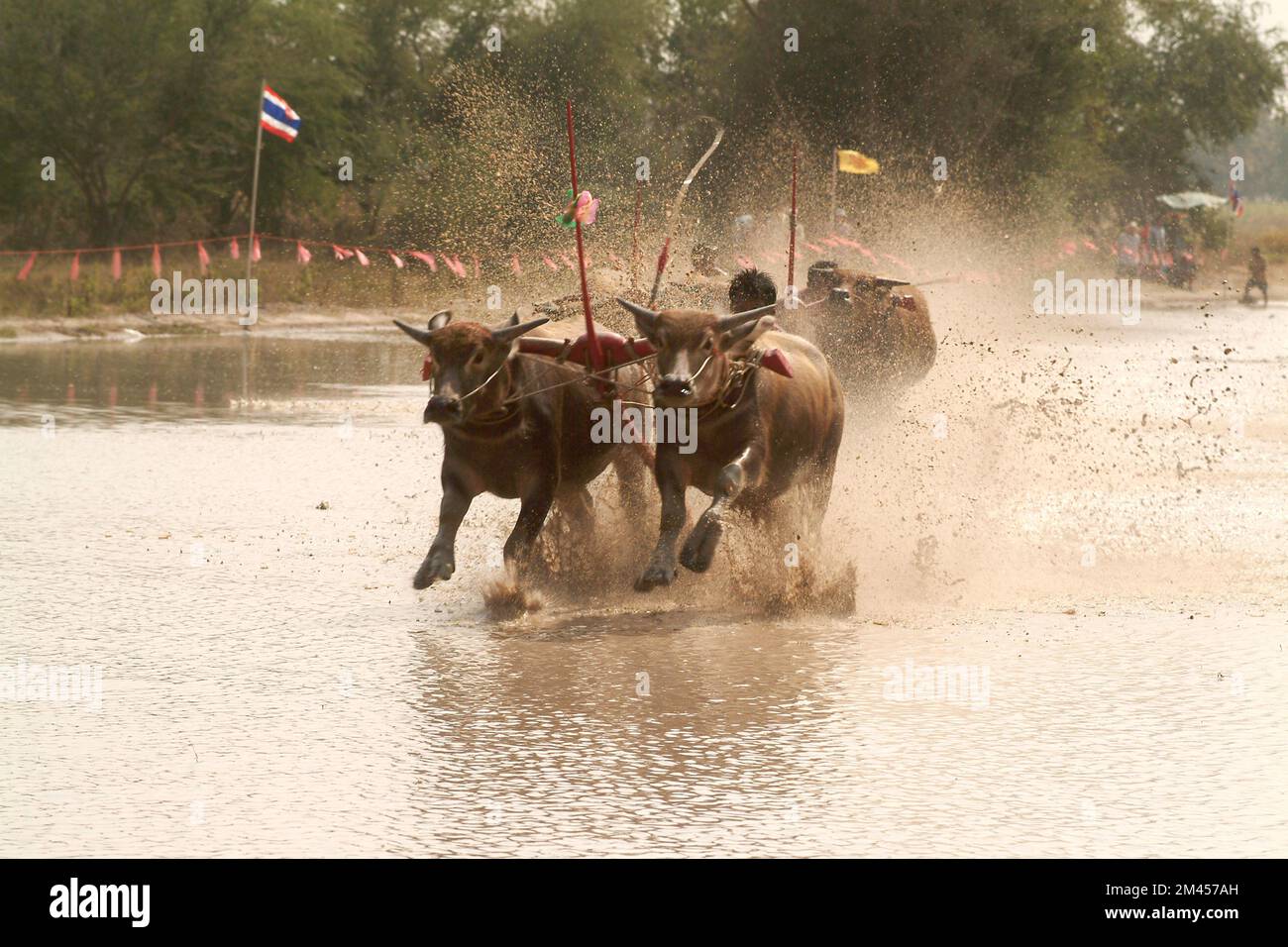 Water buffalo racing festival,has always played an important role in ...