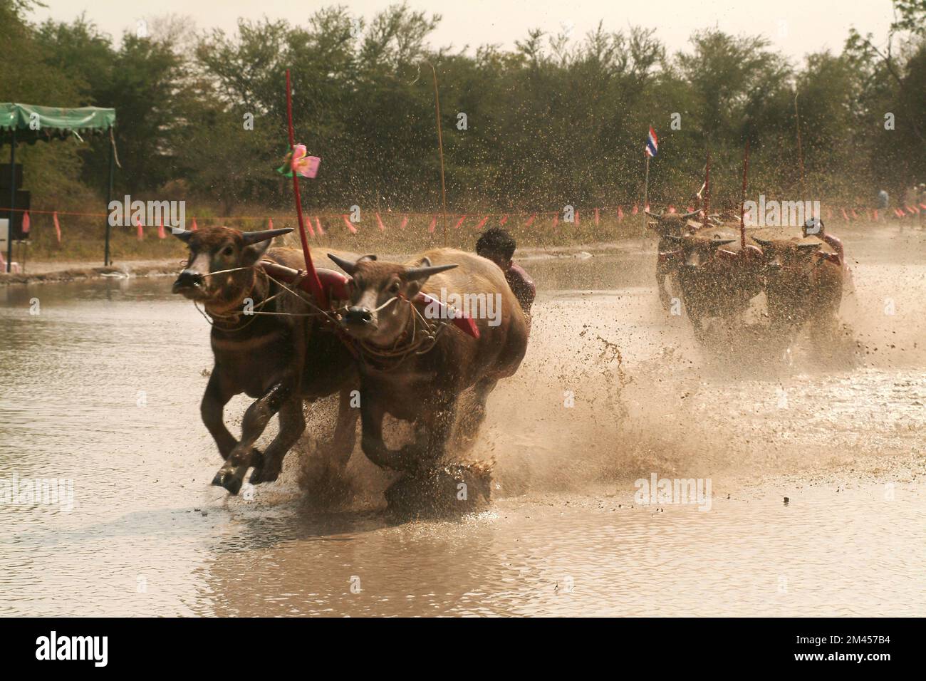 Water buffalo racing festival,has always played an important role in ...