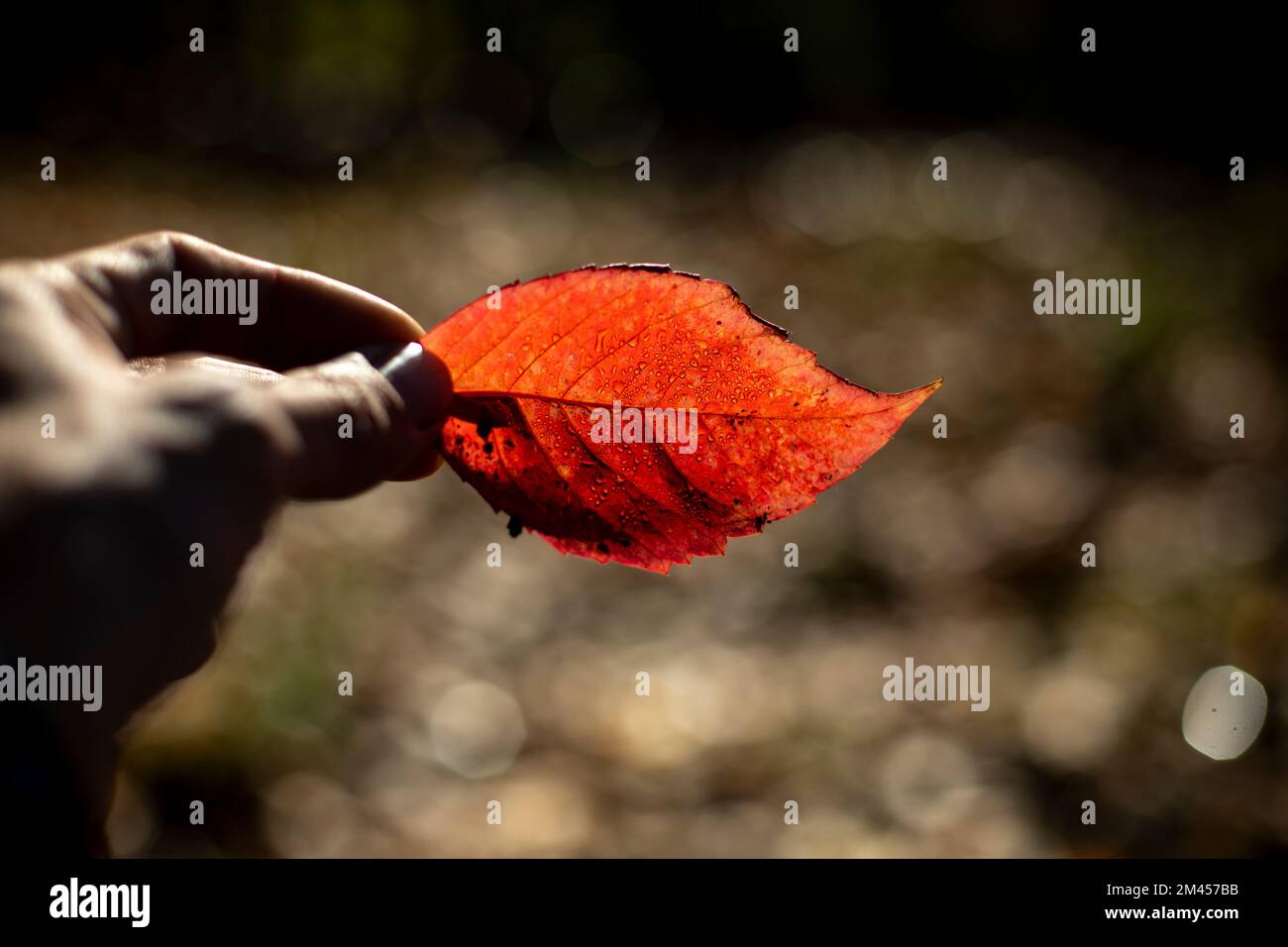 Red leaf in autumn. Colors of autumn in nature. Hand holds plant ...
